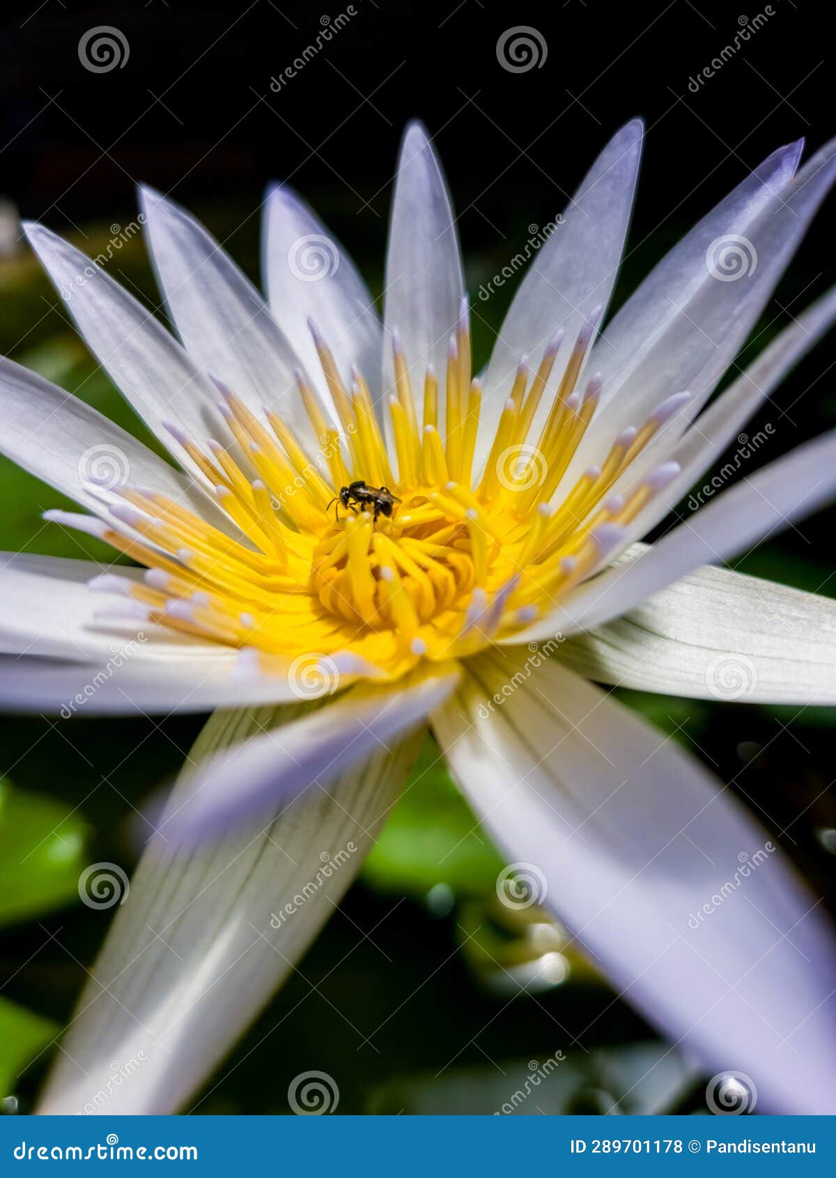 Lotus Flower with Insect on it Stock Photo - Image of green, leaf ...