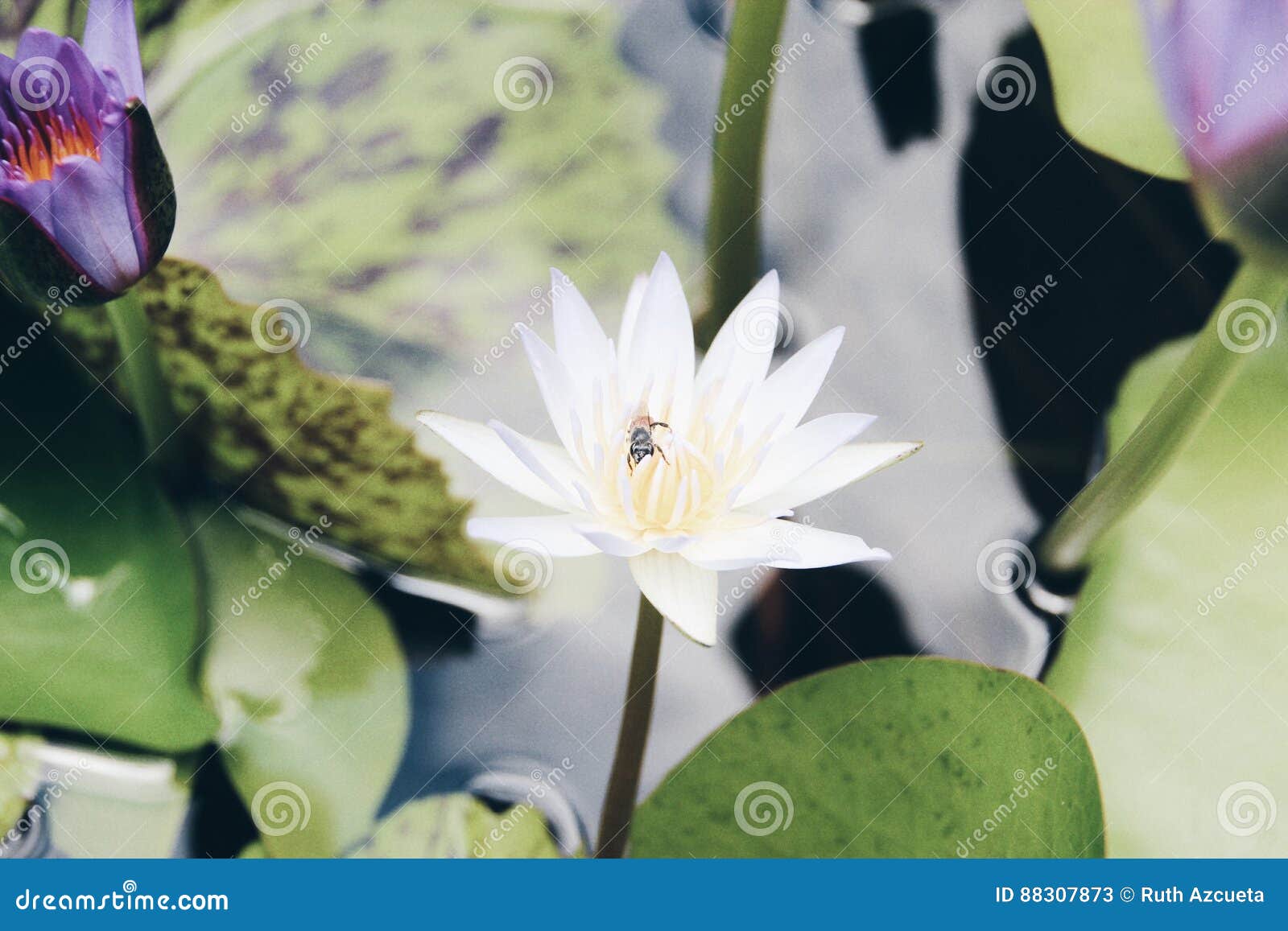 Lotus Flower stock image. Image of flower, love, nature - 88307873