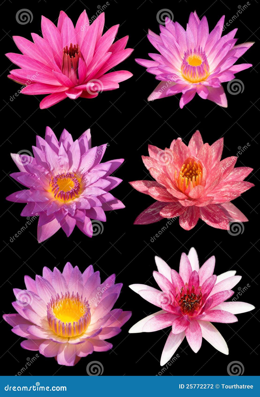 Lotus flower isolate stock photo. Image of scenic, fresh - 25772272