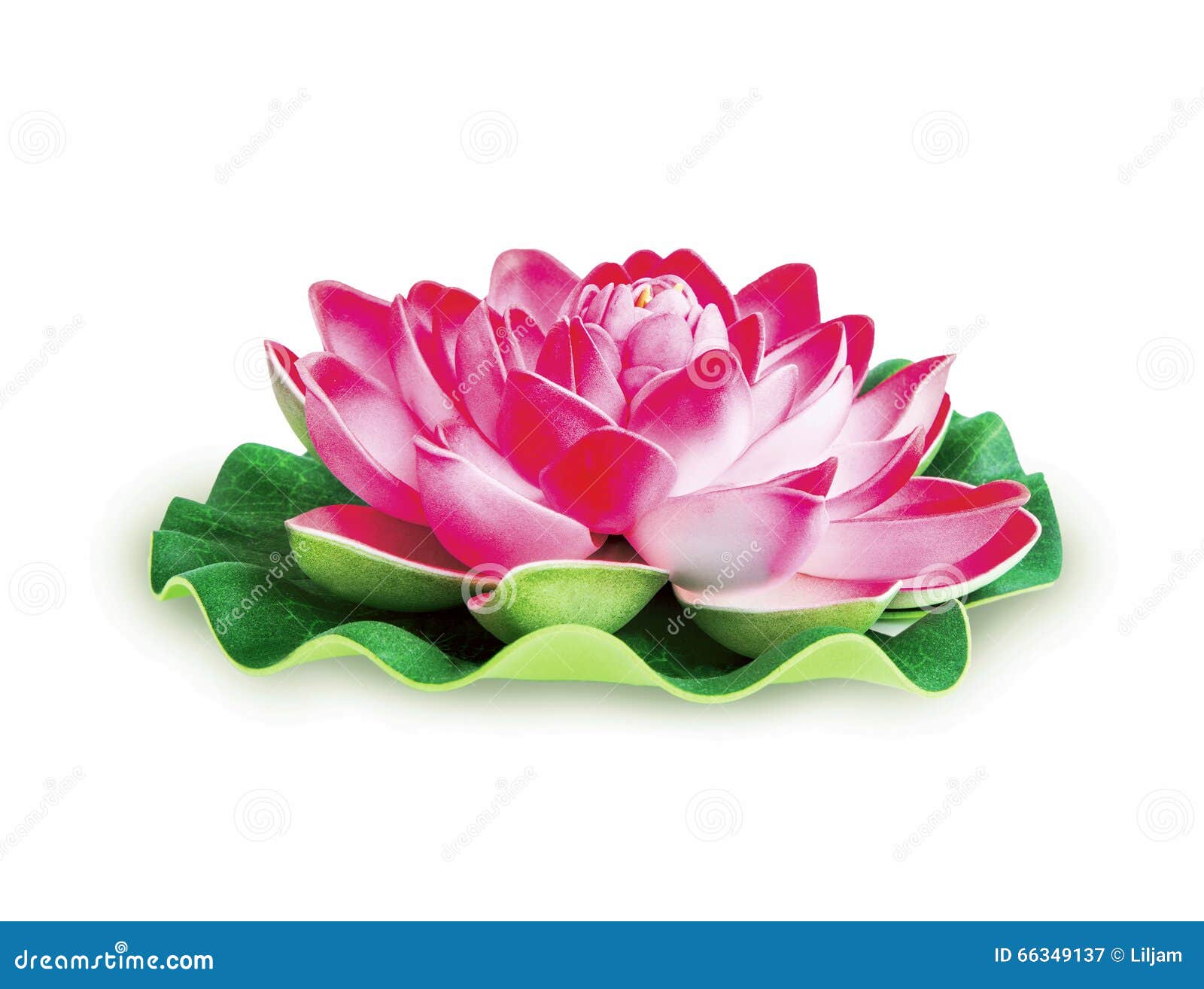Lotus flower isolated stock image. Image of pond, blooming - 66349137