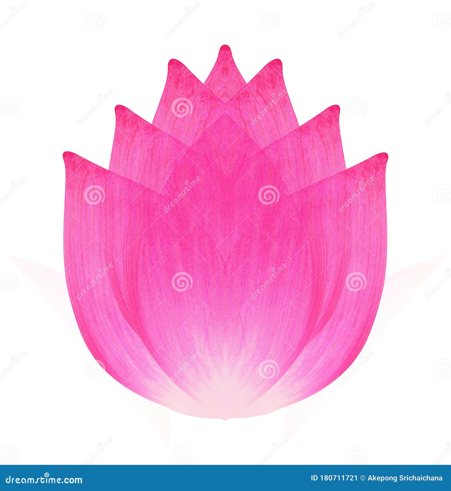 Lotus Flower Isolated on White Stock Image - Image of bloom, aquatic ...