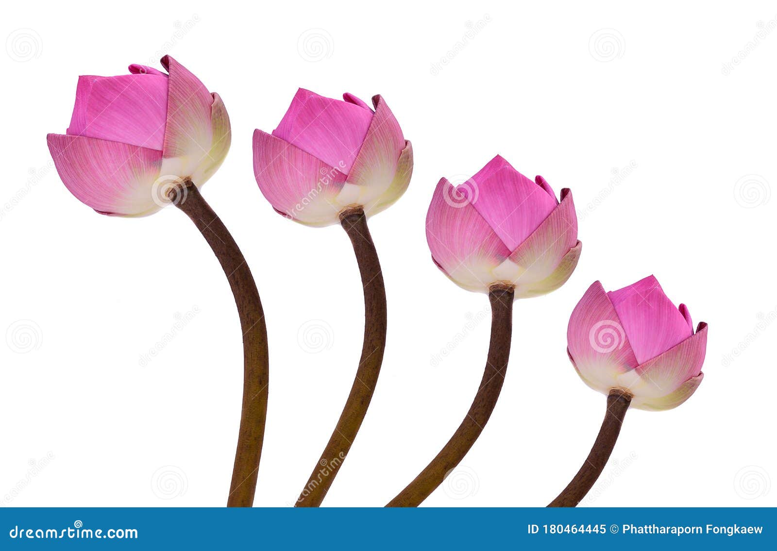 Lotus Flower Isolated on White Background Stock Image - Image of ...