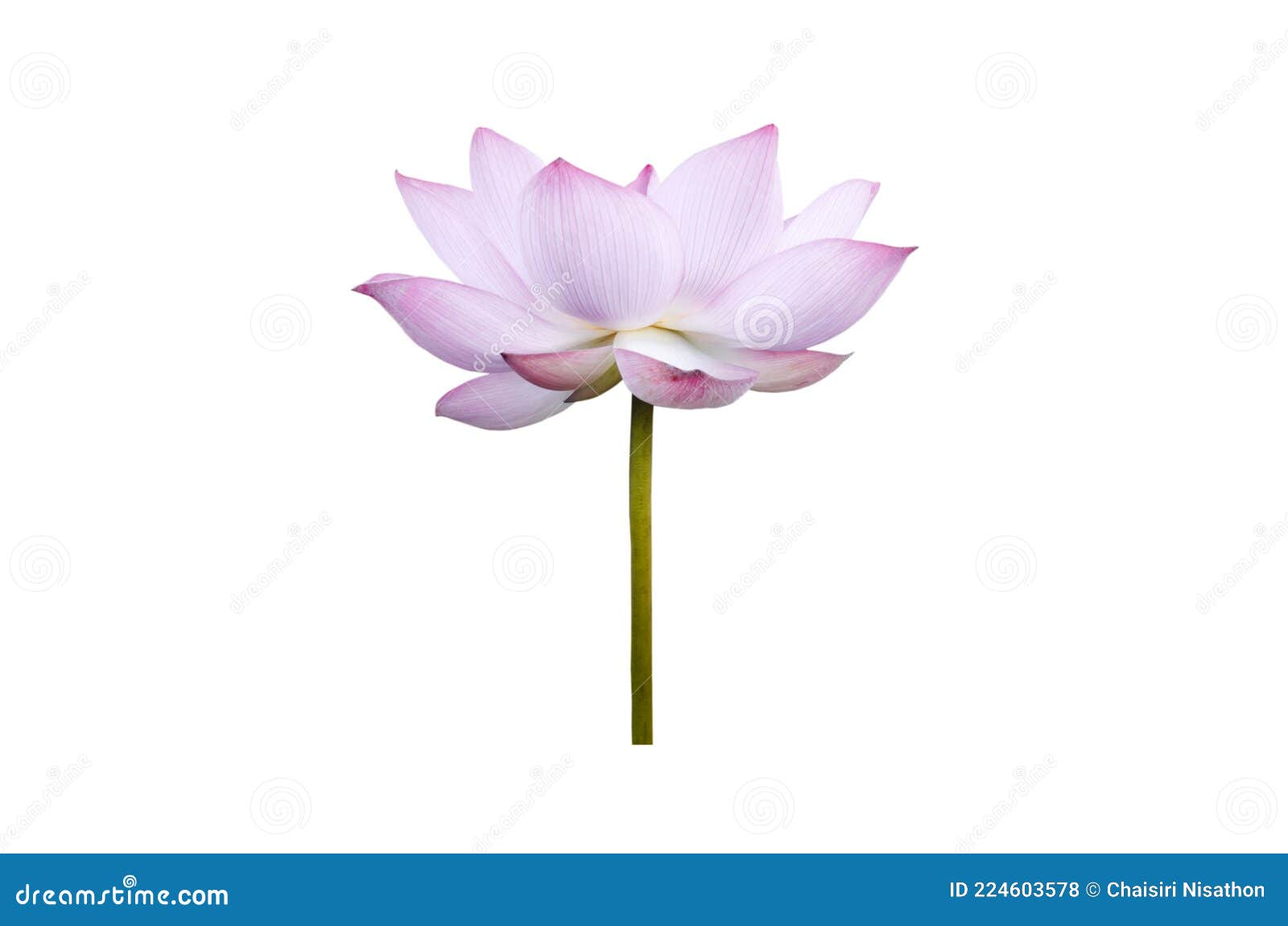 Lotus Flower Isolated on White Background. Stock Photo - Image of pink ...