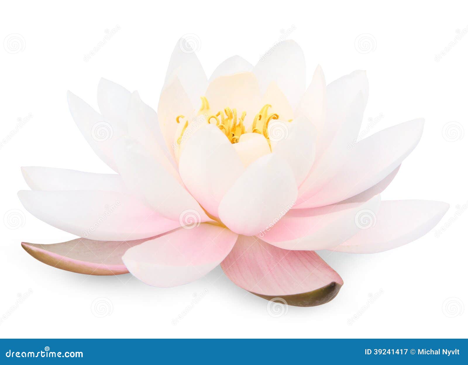 Lotus flower stock image. Image of botany, calm, background - 39241417
