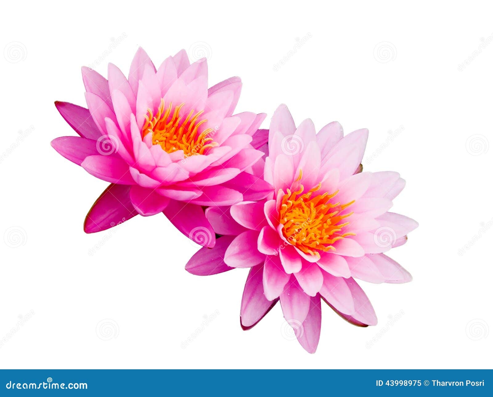 Lotus Flower Isolated On White Background Stock Image - Image: 43998975 Lotus Flower Isolated On White Background Stock Image - Image: 43998975