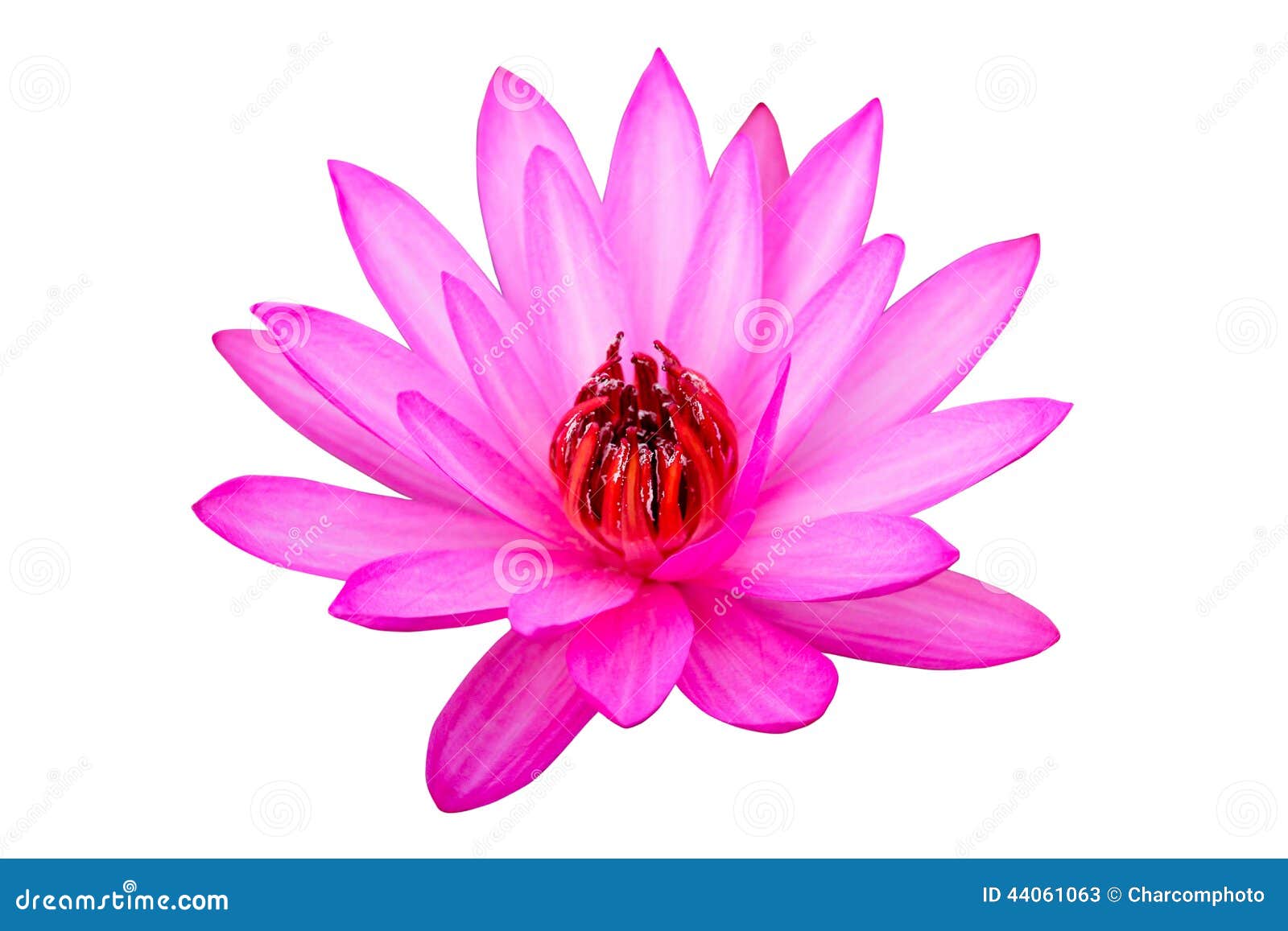 Lotus flower isolated stock image. Image of close, lotus - 44061063