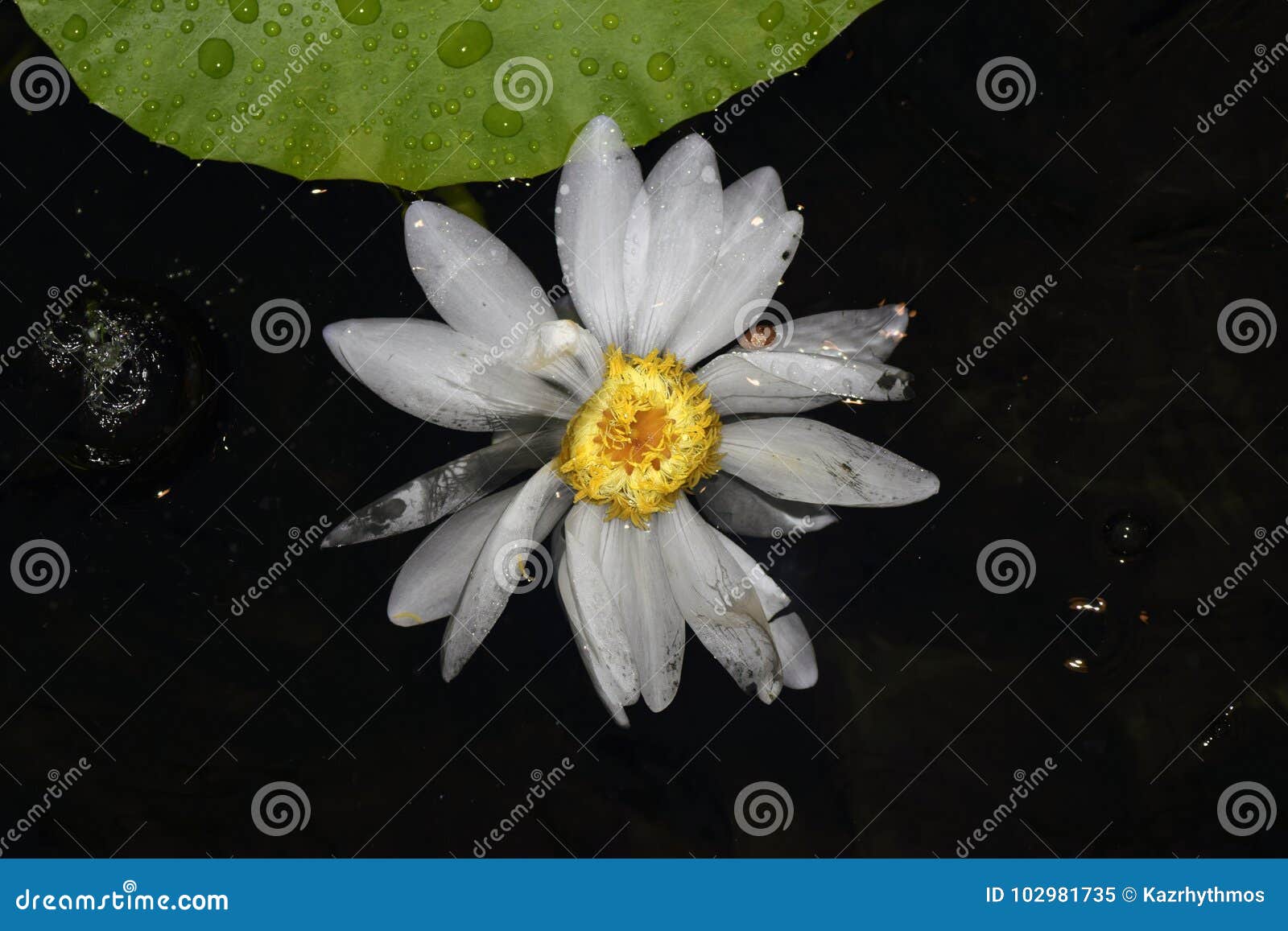 Lotus flower in Japan. stock image. Image of lotus, water - 102981735