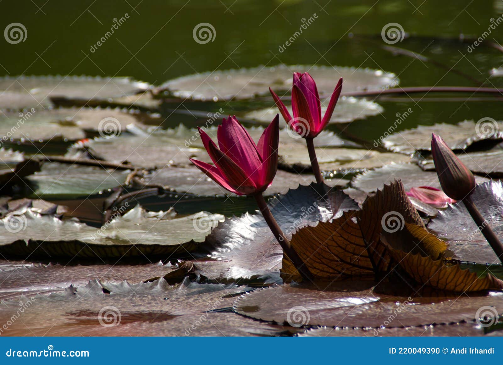 Lotus flower upon the lake stock photo. Image of plant - 220049390