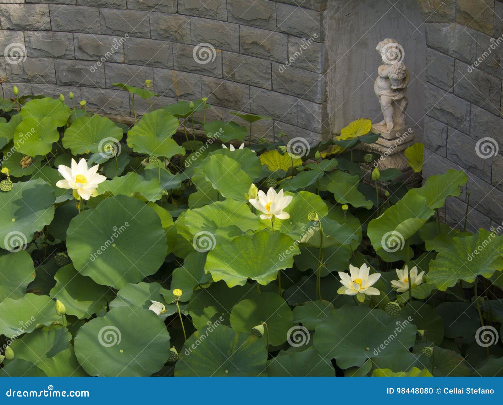 Lotus flower in the lake. stock photo. Image of lotus - 98448080