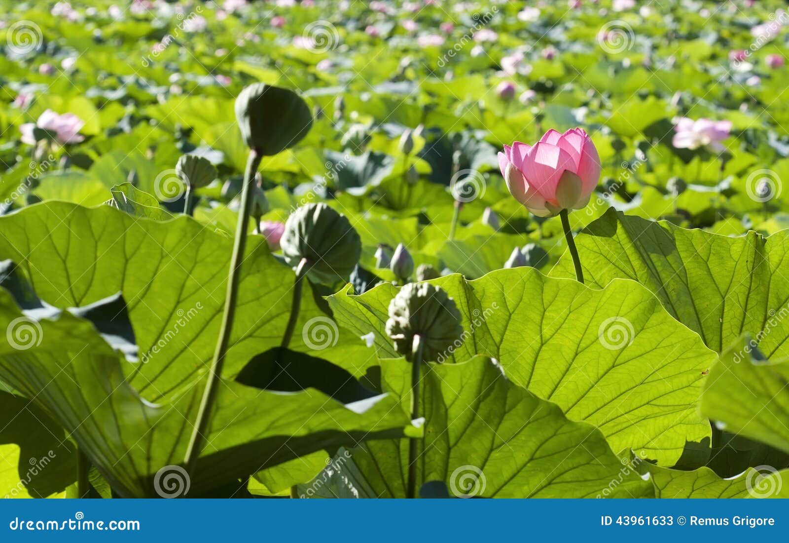 Lotus flower - RAW format stock image. Image of backlight - 43961633