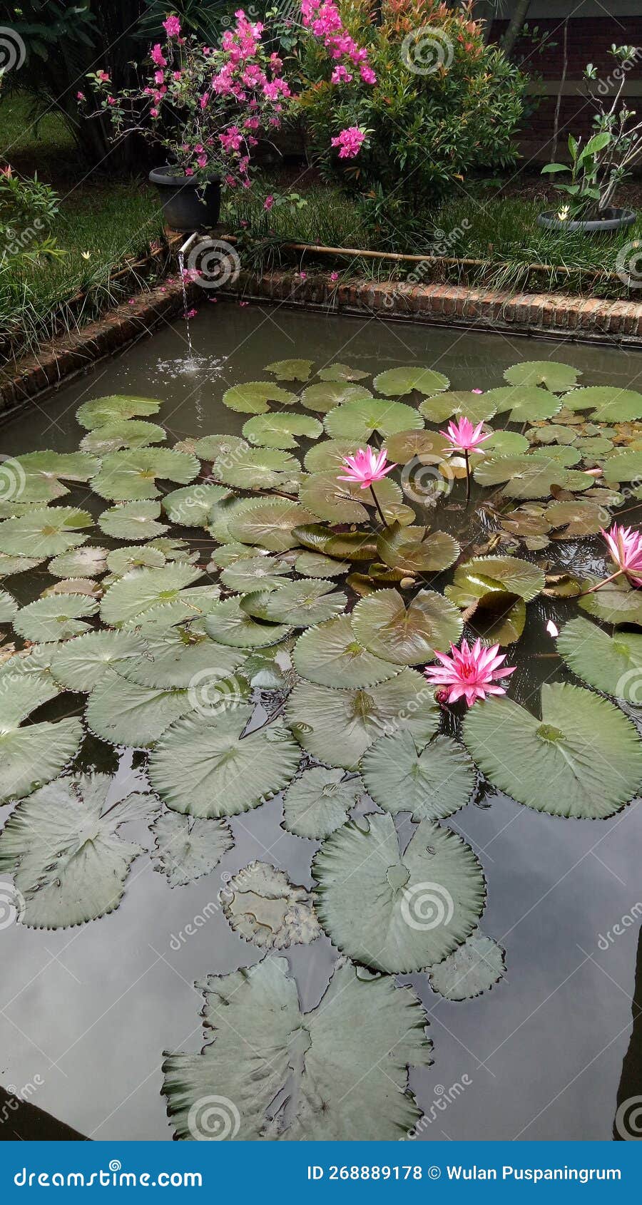 Lotus and Flower in the Middle of the Lake Stock Photo - Image of ...