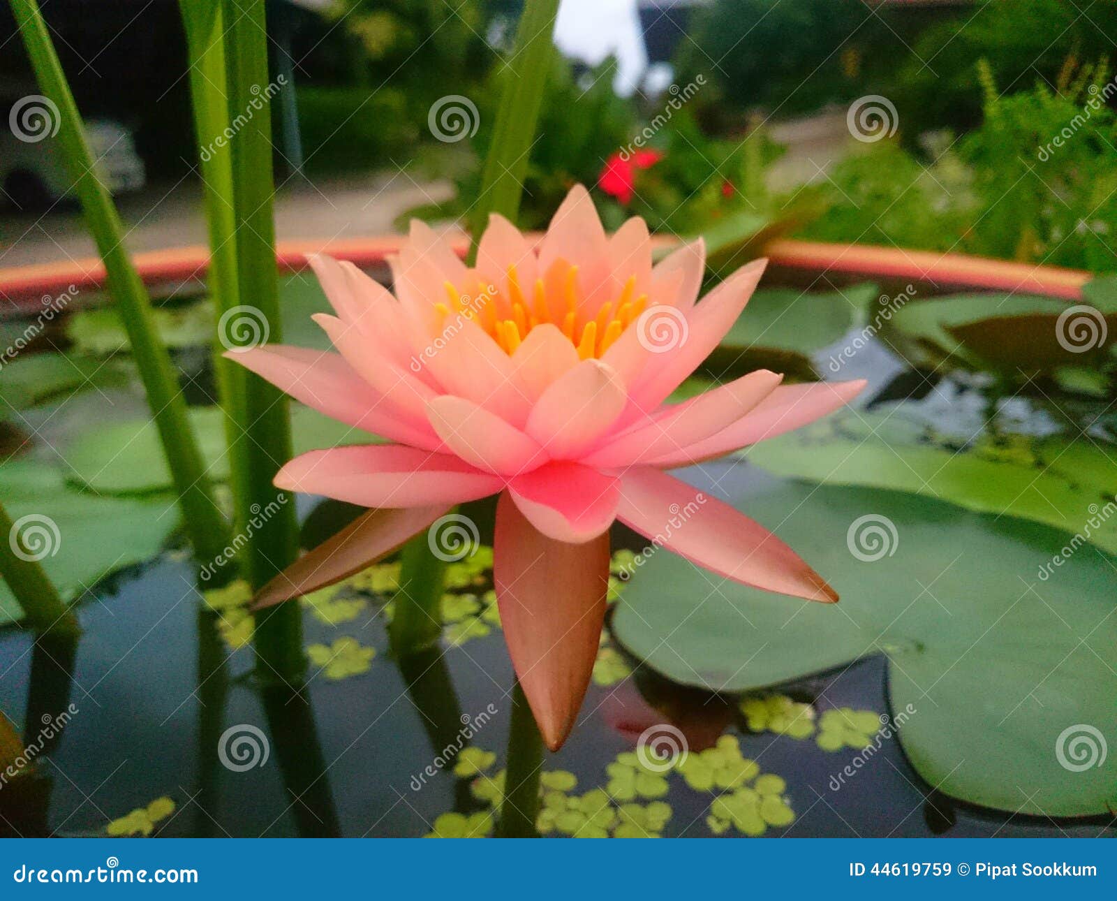 Lotus stock image. Image of petal, proteales, nice, flower - 44619759