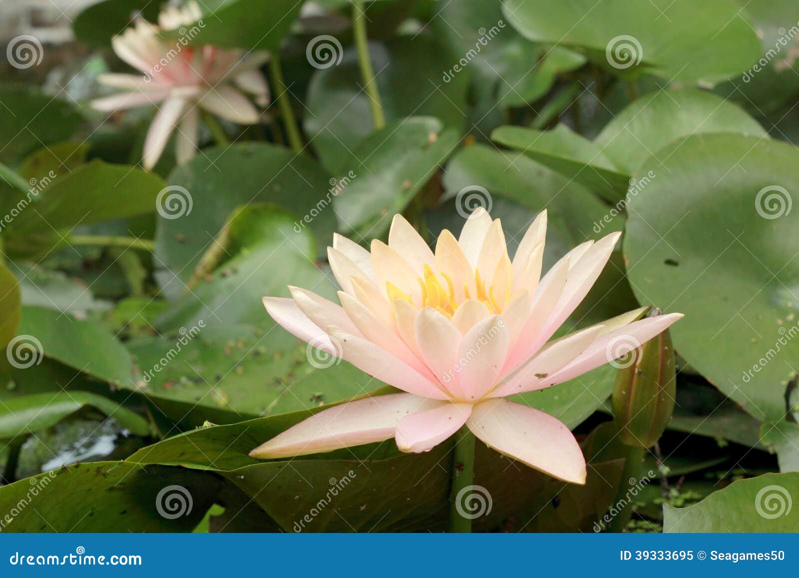 Lotus flower in the nature stock image. Image of plant - 39333695