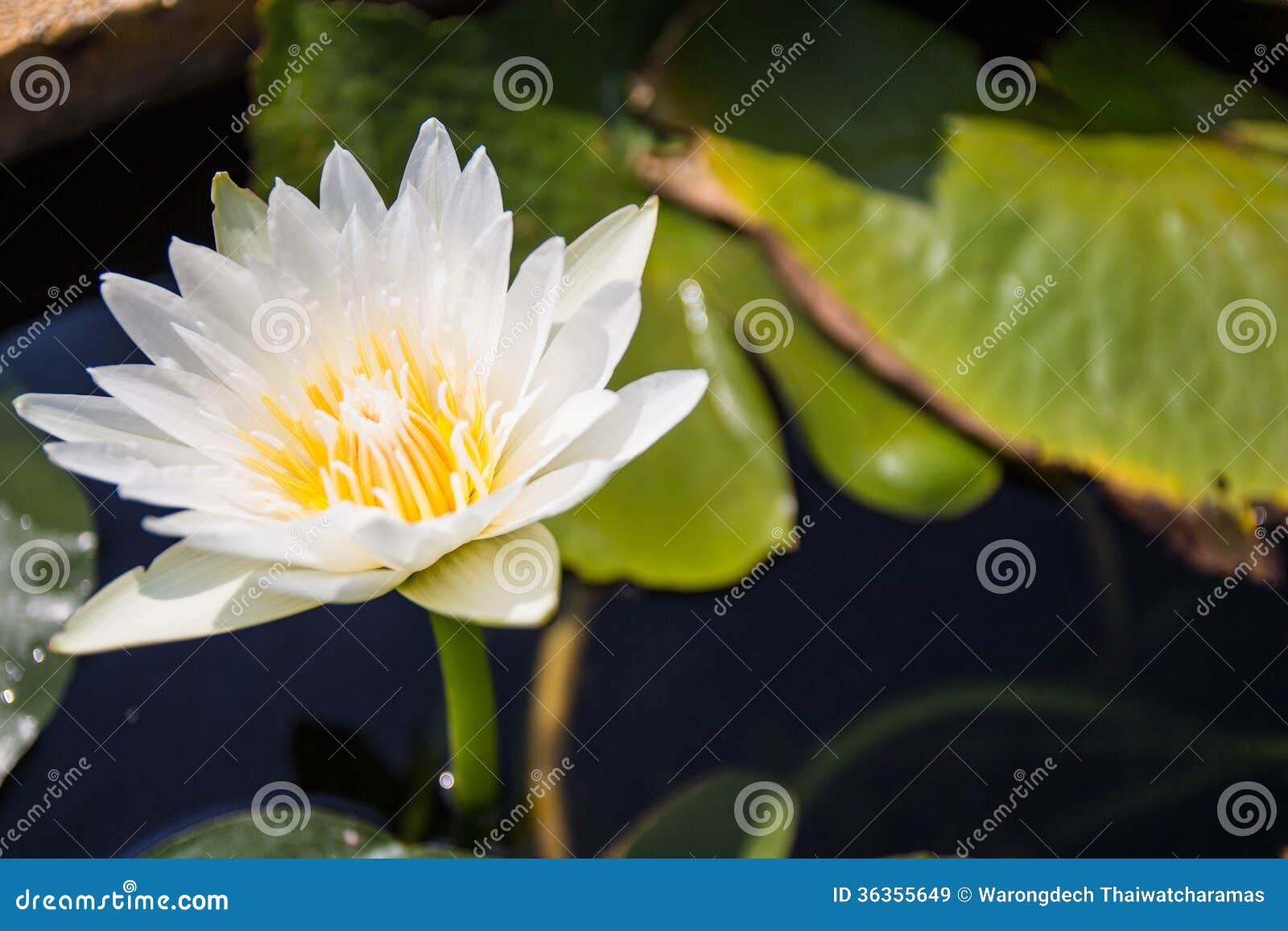 Lotus Flower no budismo imagem de stock. Imagem de porcelana - 36355649