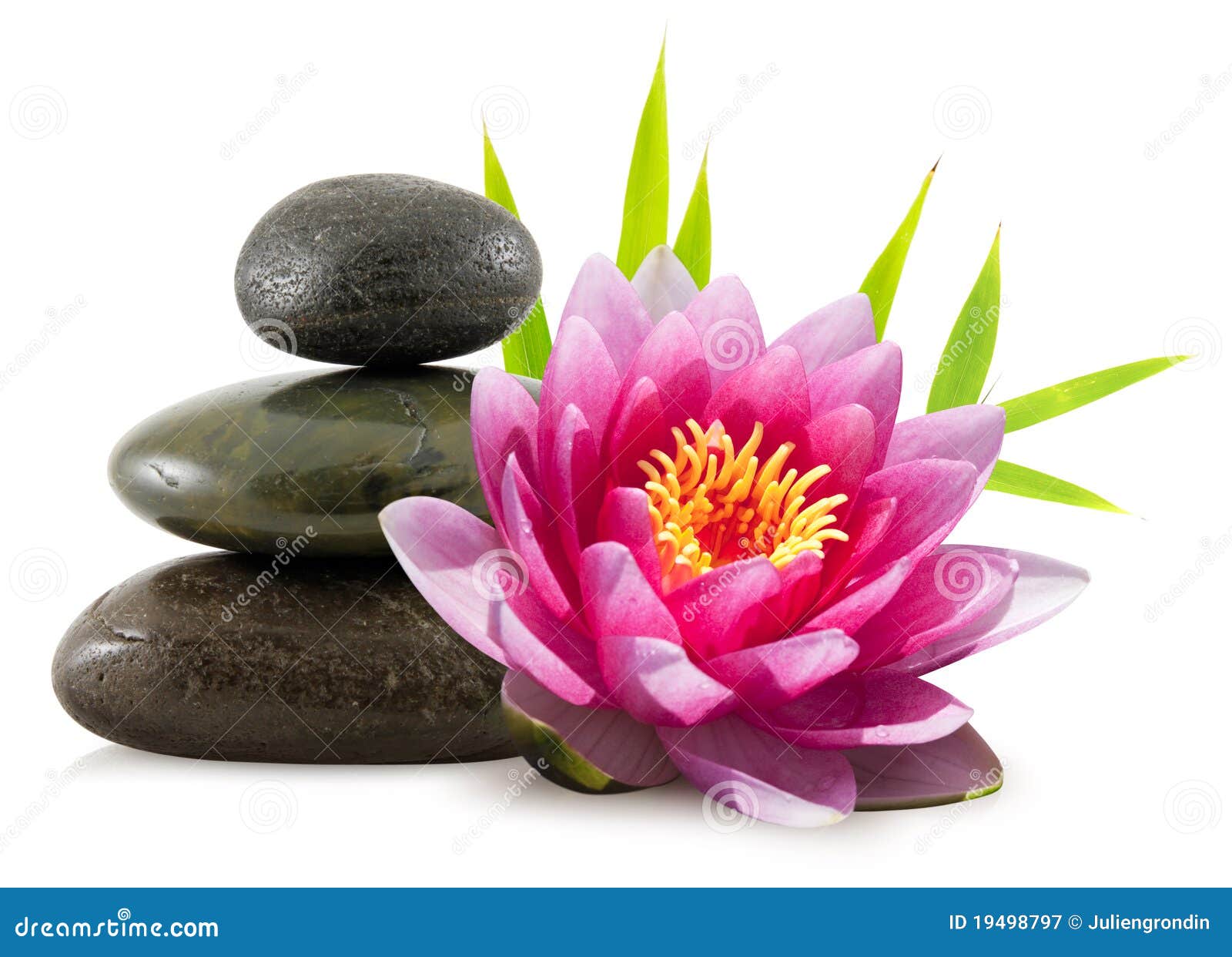 Lotus flower and pebbles stock image. Image of flora - 19498797
