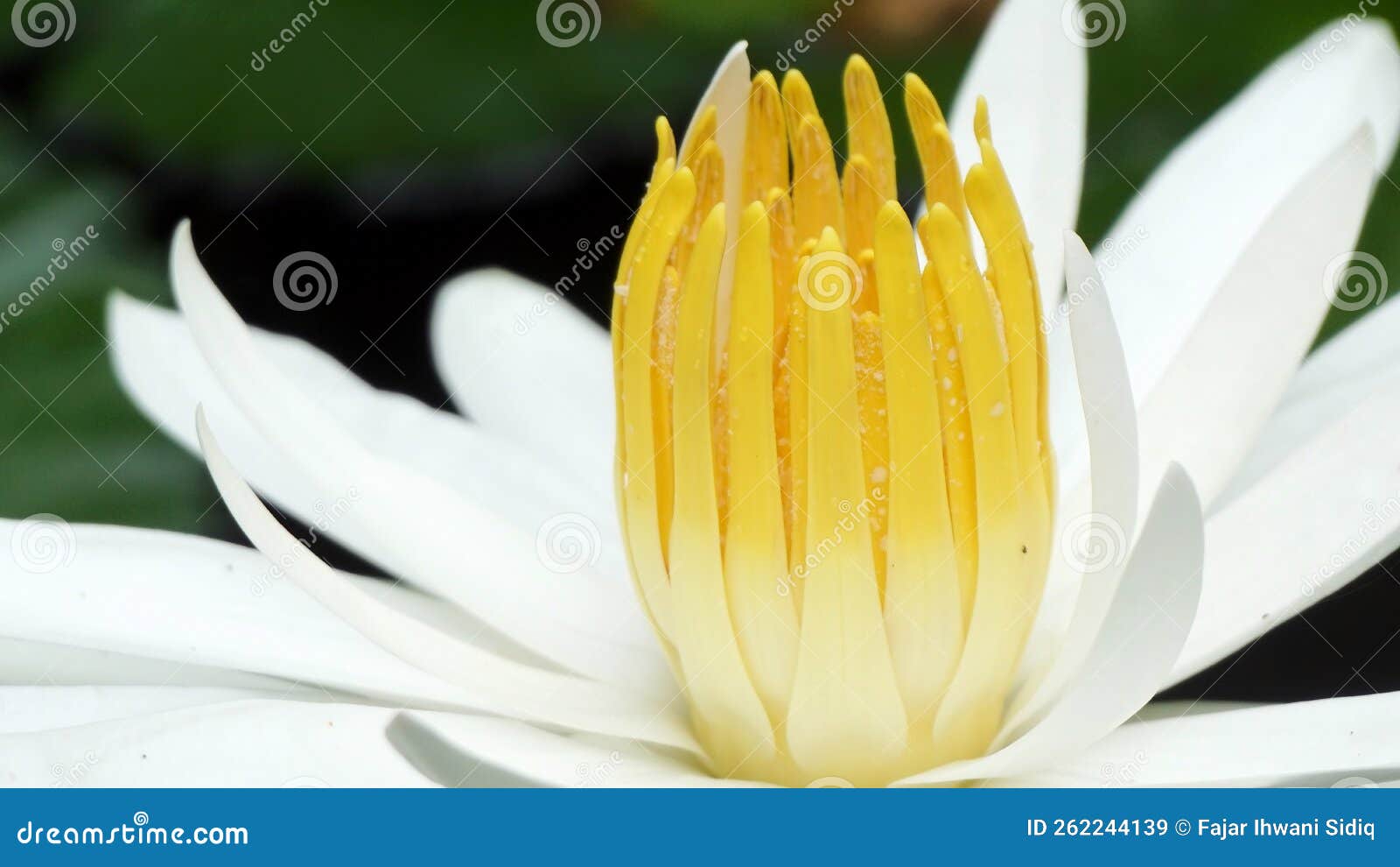Lotus Flower is in Perfect Bloom in a Tropical Environment Stock Image ...