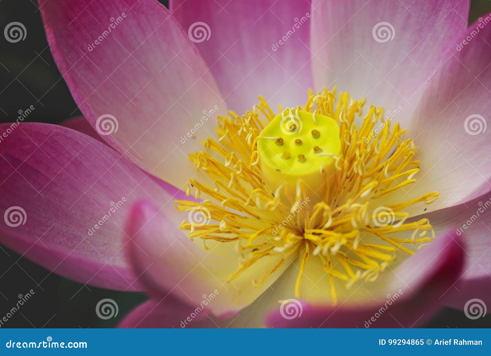 Lotus flower petal stock image. Image of bangkok, lotus - 99294865