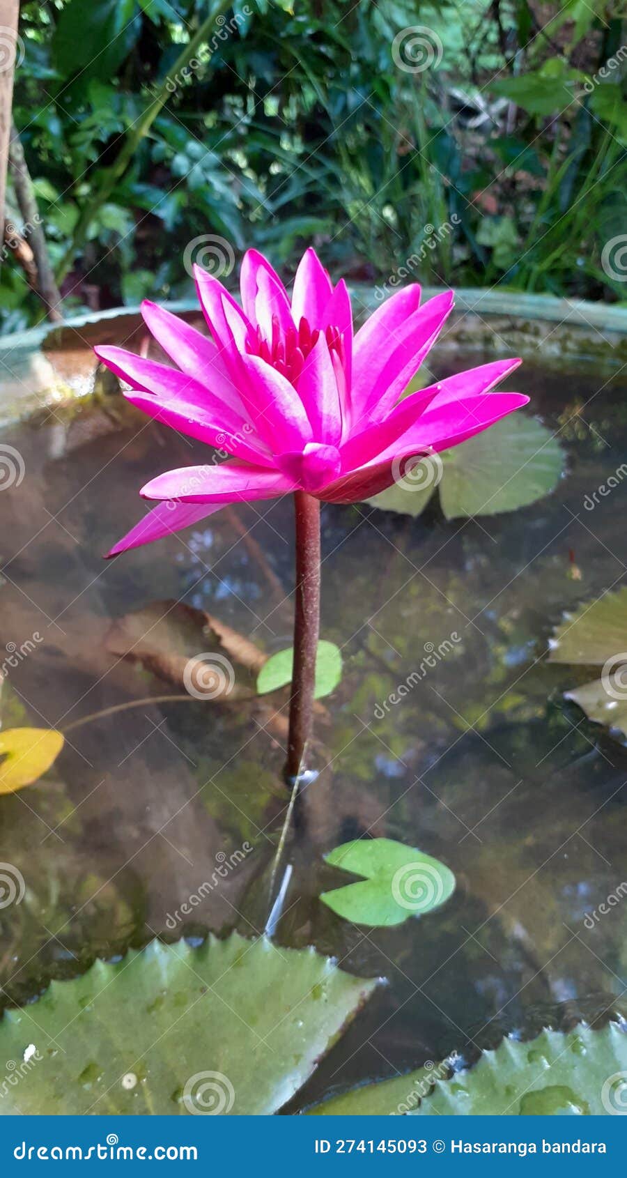Lotus flower photography stock image. Image of flowers - 274145093