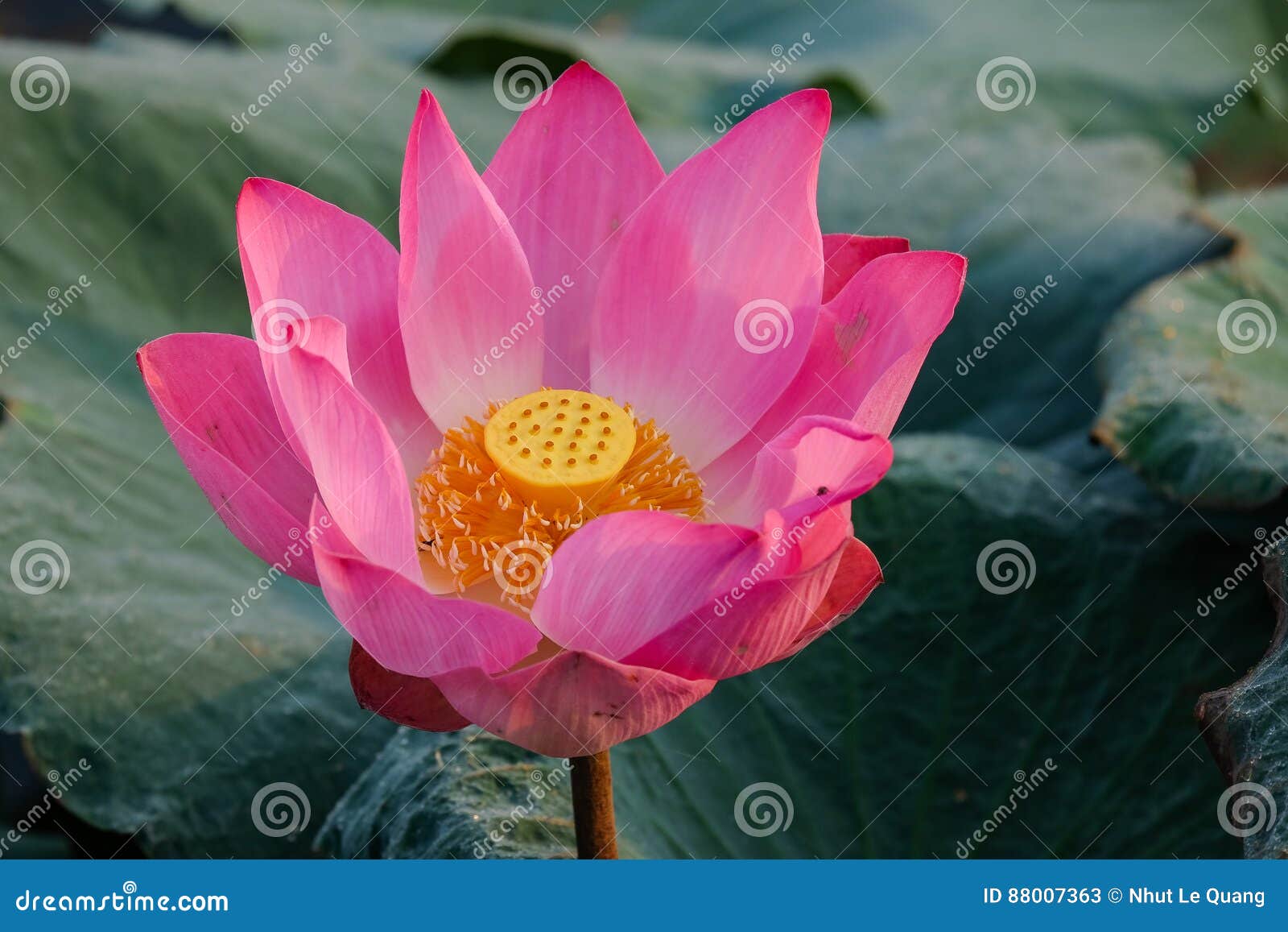 Lotus flower stock image. Image of asian, care, closeup - 88007363