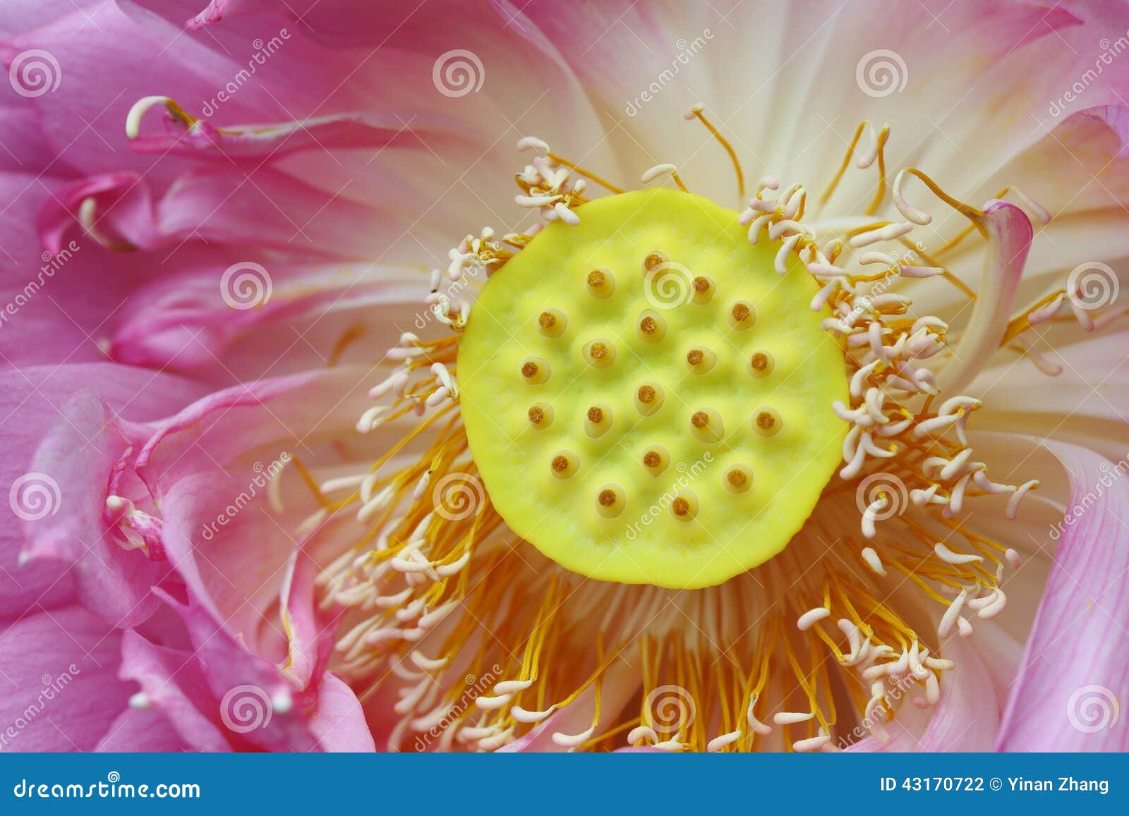 Lotus flower pistil stock photo. Image of outdoor, pink - 43170722