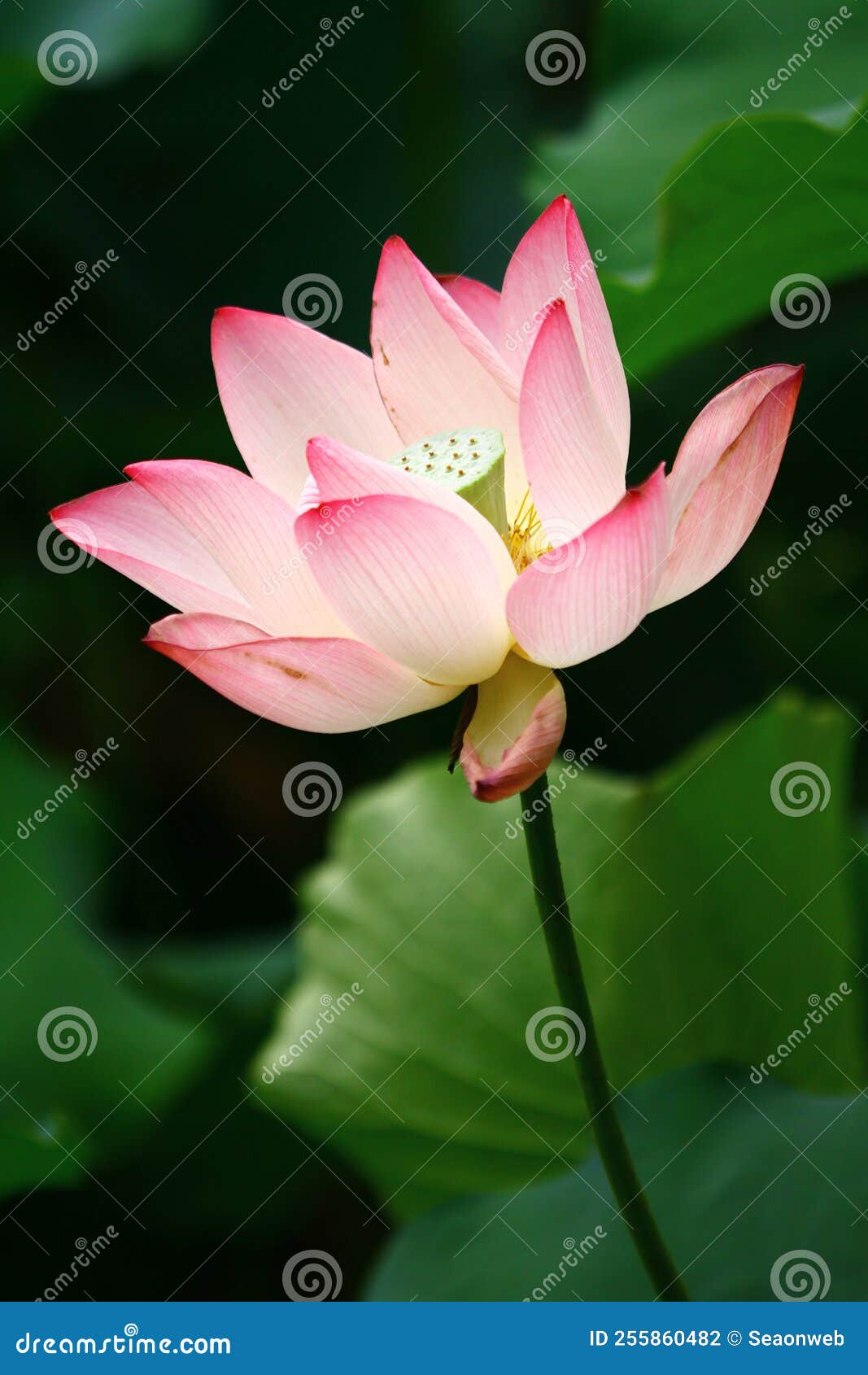 A Lotus Flower and Lotus Flower Plants Stock Photo - Image of beautiful ... A Lotus Flower and Lotus Flower Plants Stock Photo - Image of beautiful ...