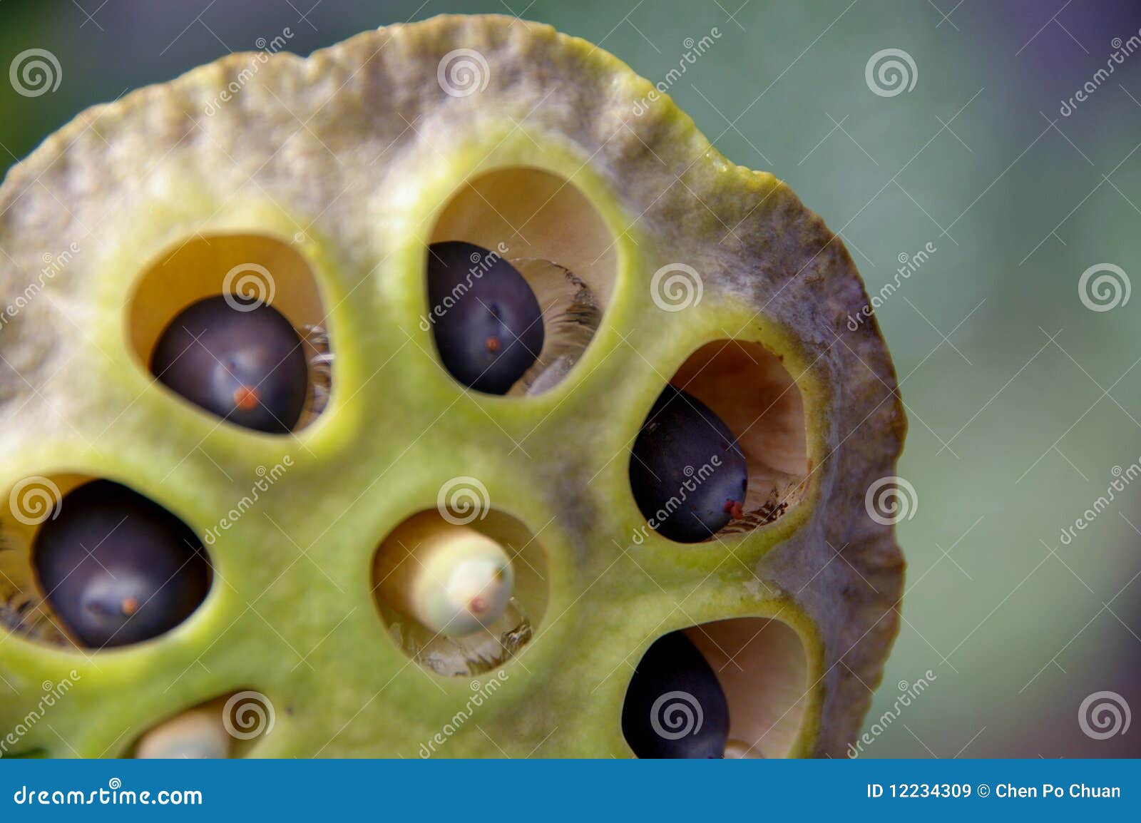 Lotus Flower Pod stock image. Image of garden, background - 12234309