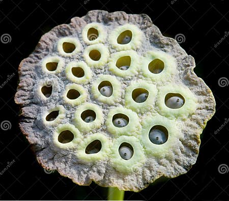Lotus Flower Pod stock image. Image of ecosystem, background - 15020763