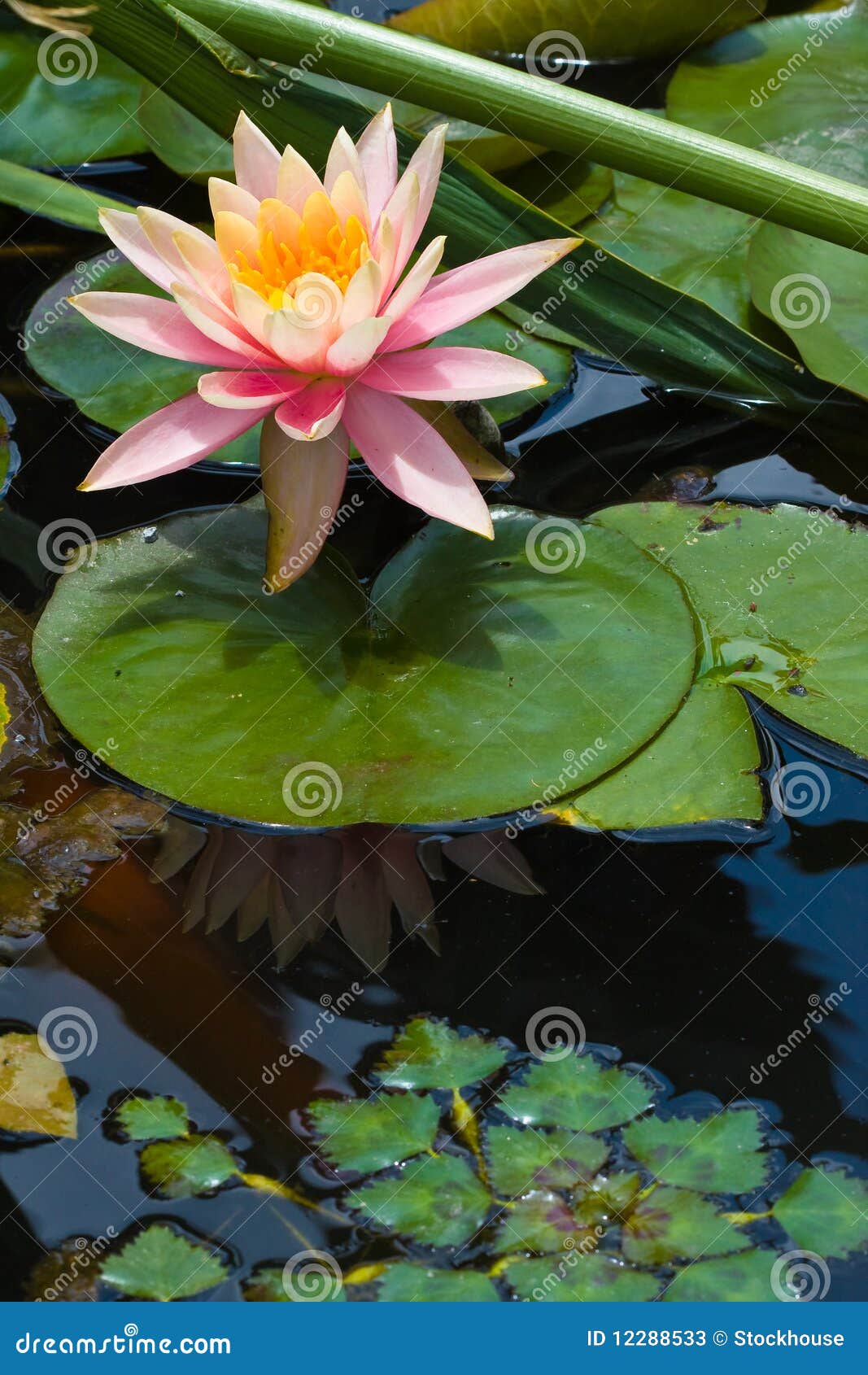 Lotus flower in pond (1) stock image. Image of beauty - 12288533