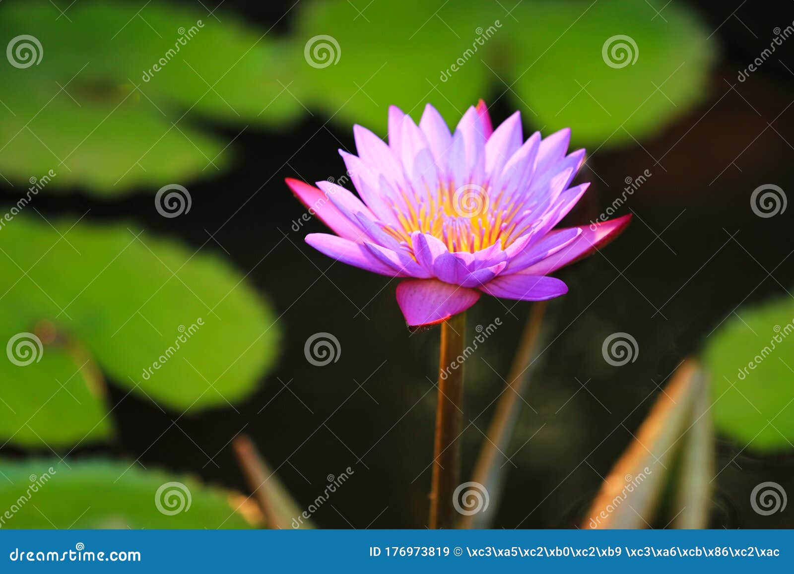 Lotus flower stock image. Image of nature, lotus, pink - 176973819