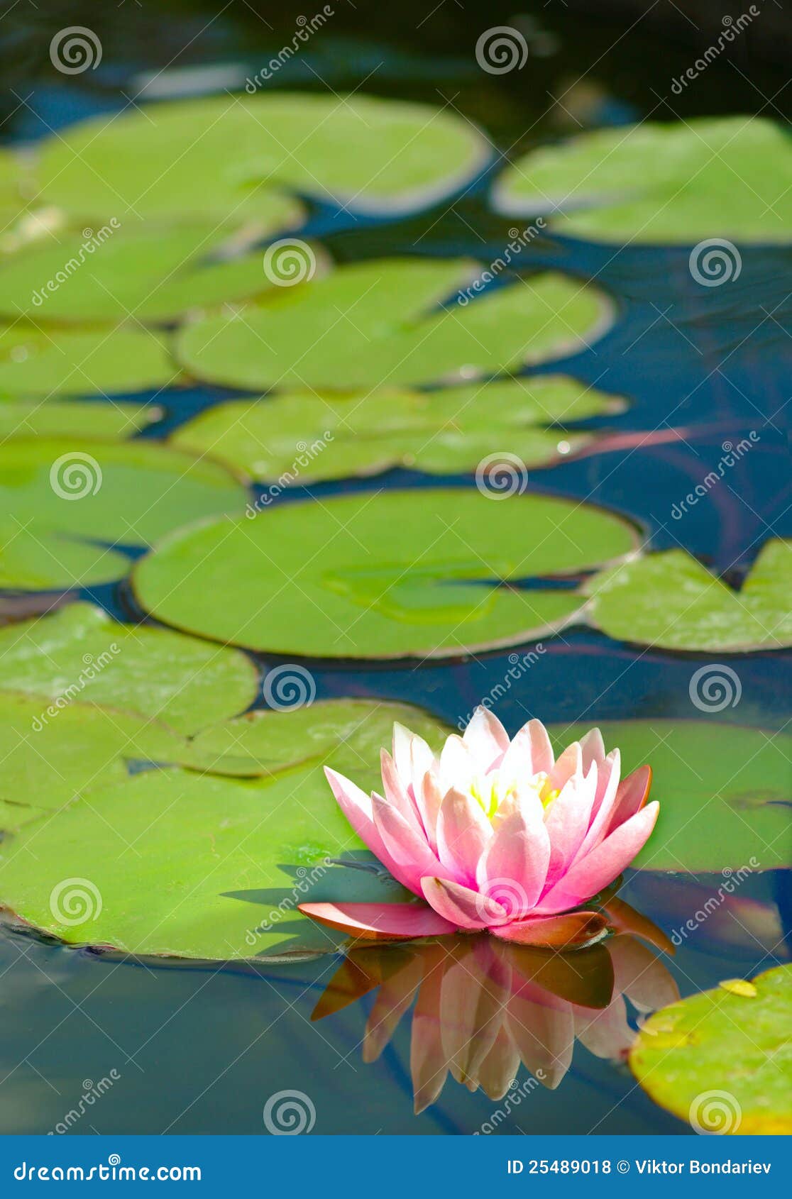 Lotus flower in the pond stock photo. Image of clarity - 25489018