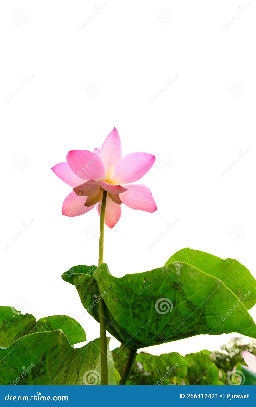 Lotus Flower in the Pond with a Beautiful Light in the Morning Stock ...