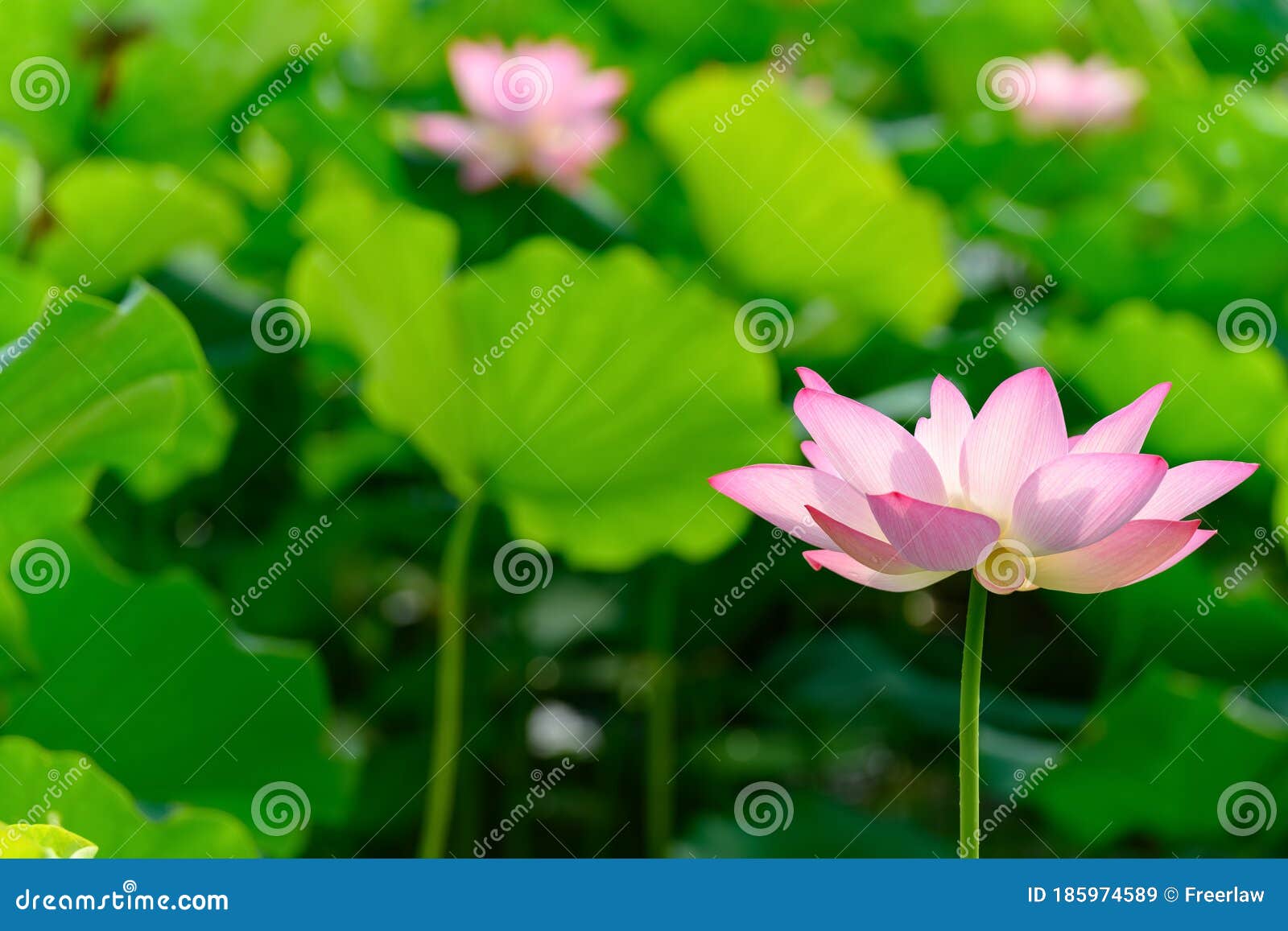 Lotus Flower in Pond Horizontal Composition Stock Image - Image of ...
