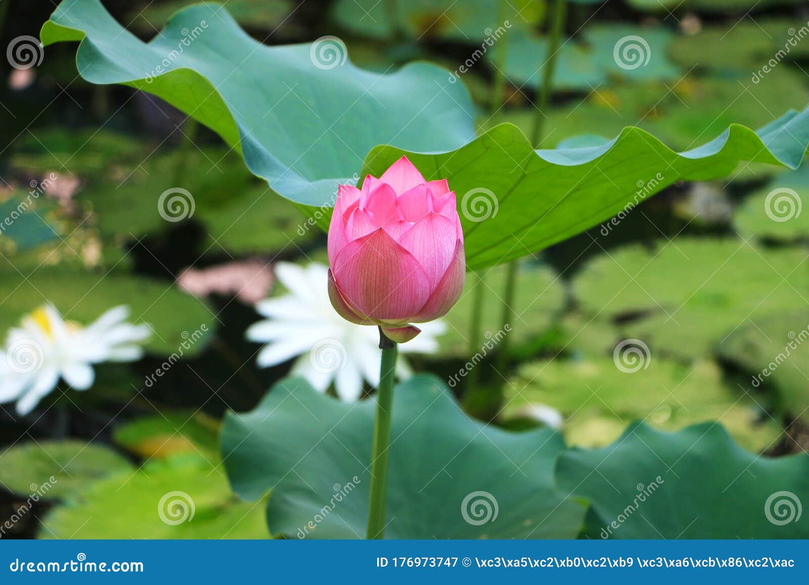 Lotus flower in pond stock image. Image of pink, freshness - 176973747