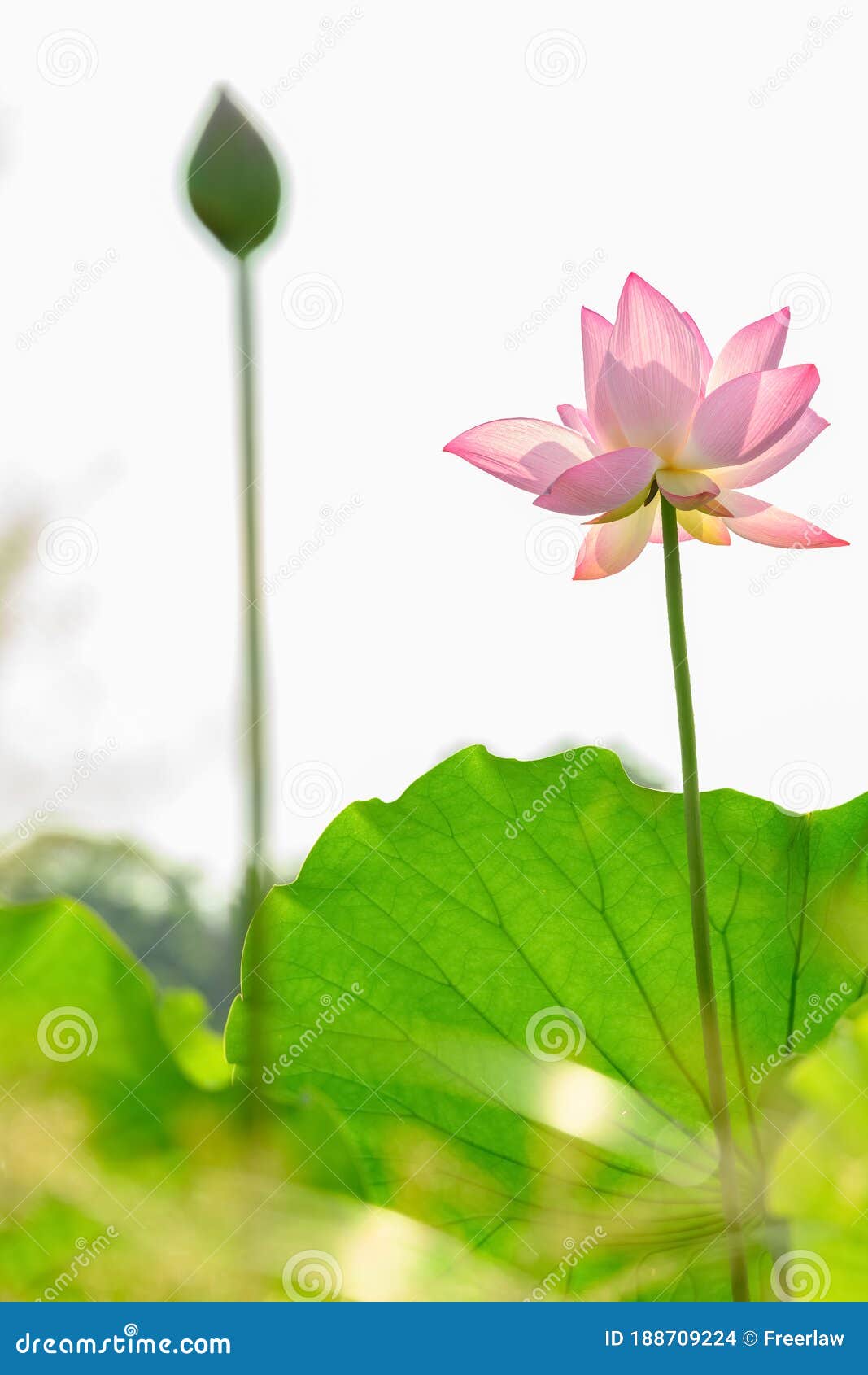 Lotus Flower in Pond Vertical Composition Stock Photo - Image of fresh ...
