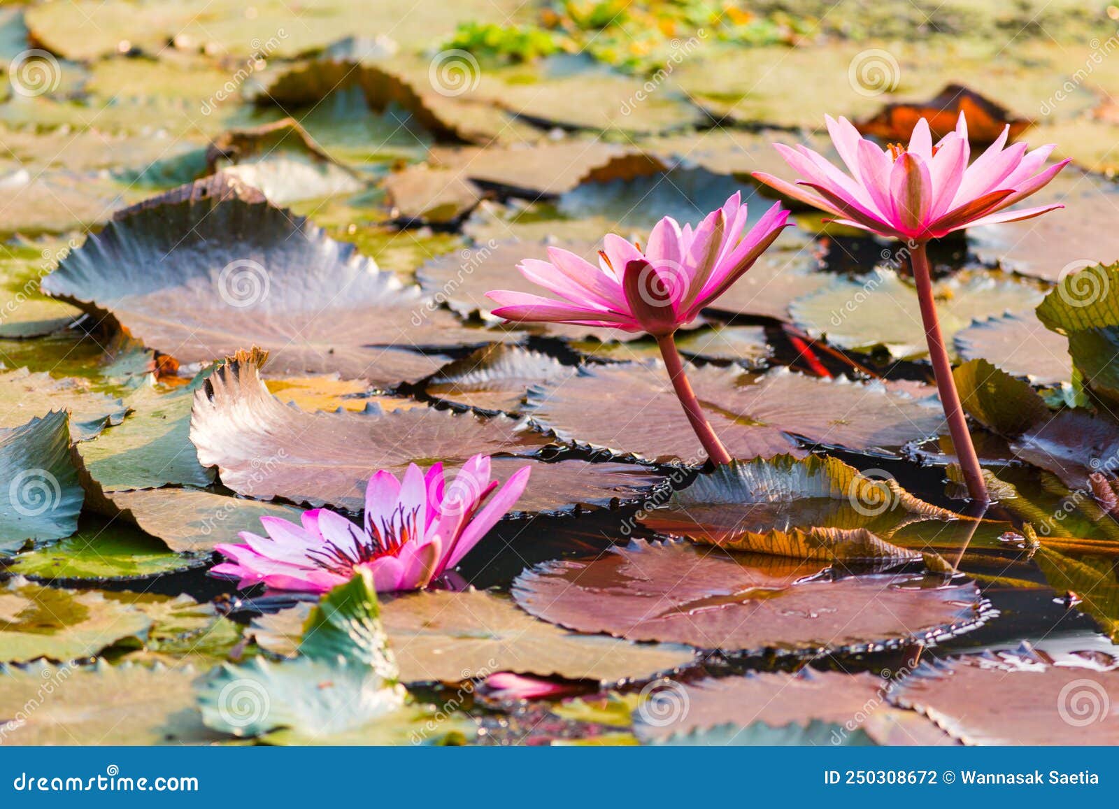 Lotus flower in the pool stock photo. Image of flora - 250308672