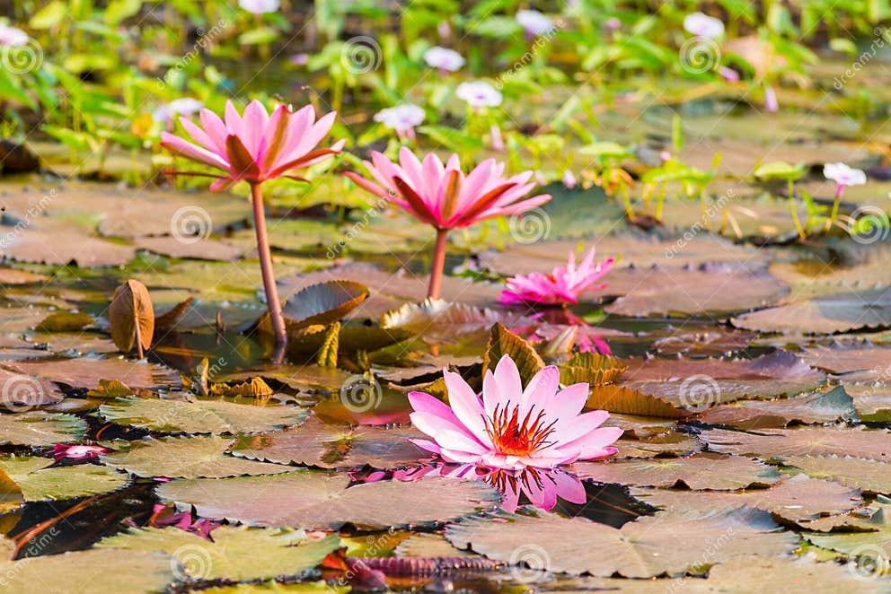 Lotus flower in the pool stock image. Image of bloom - 250308679