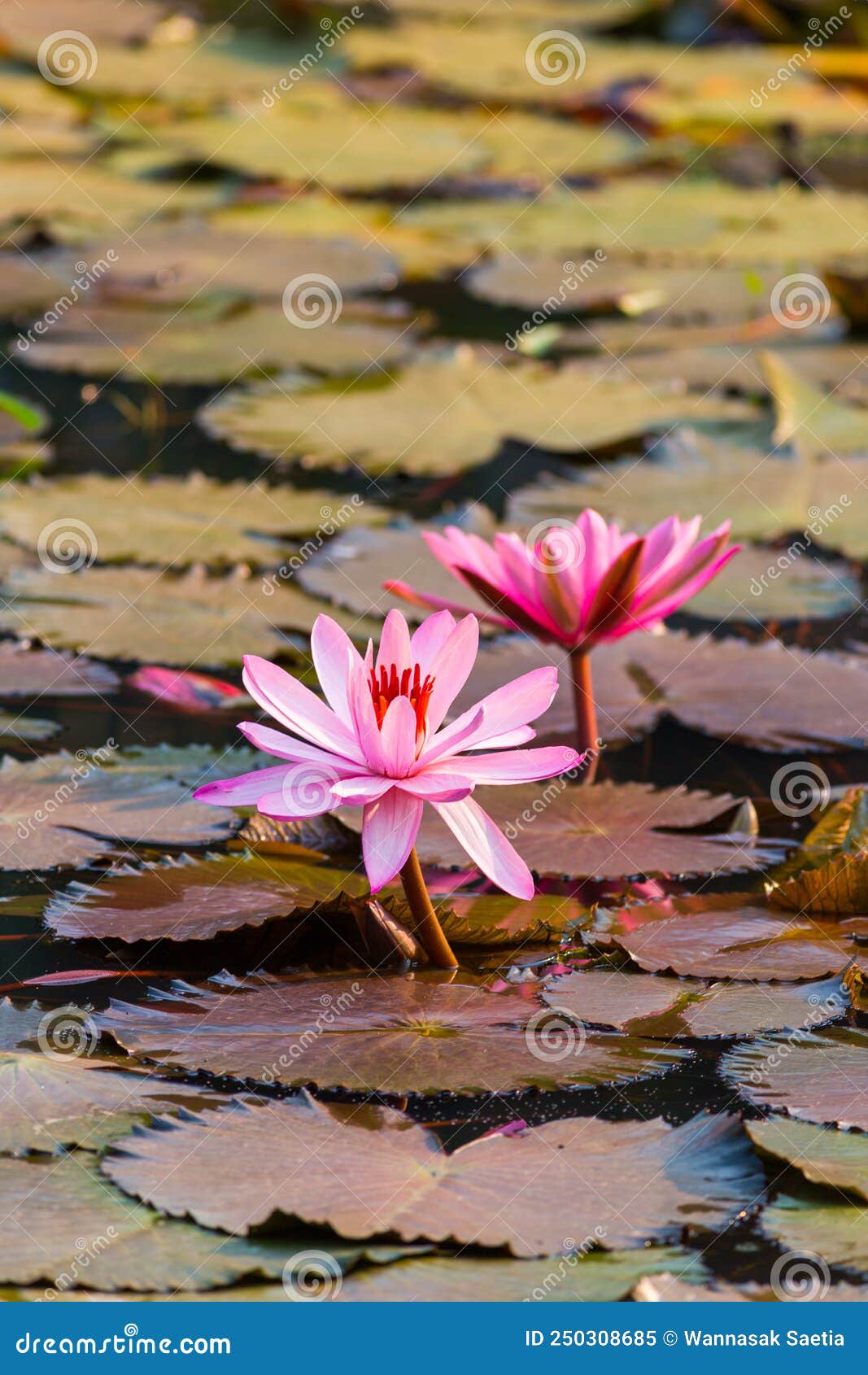 Lotus flower in the pool stock image. Image of flora - 250308685