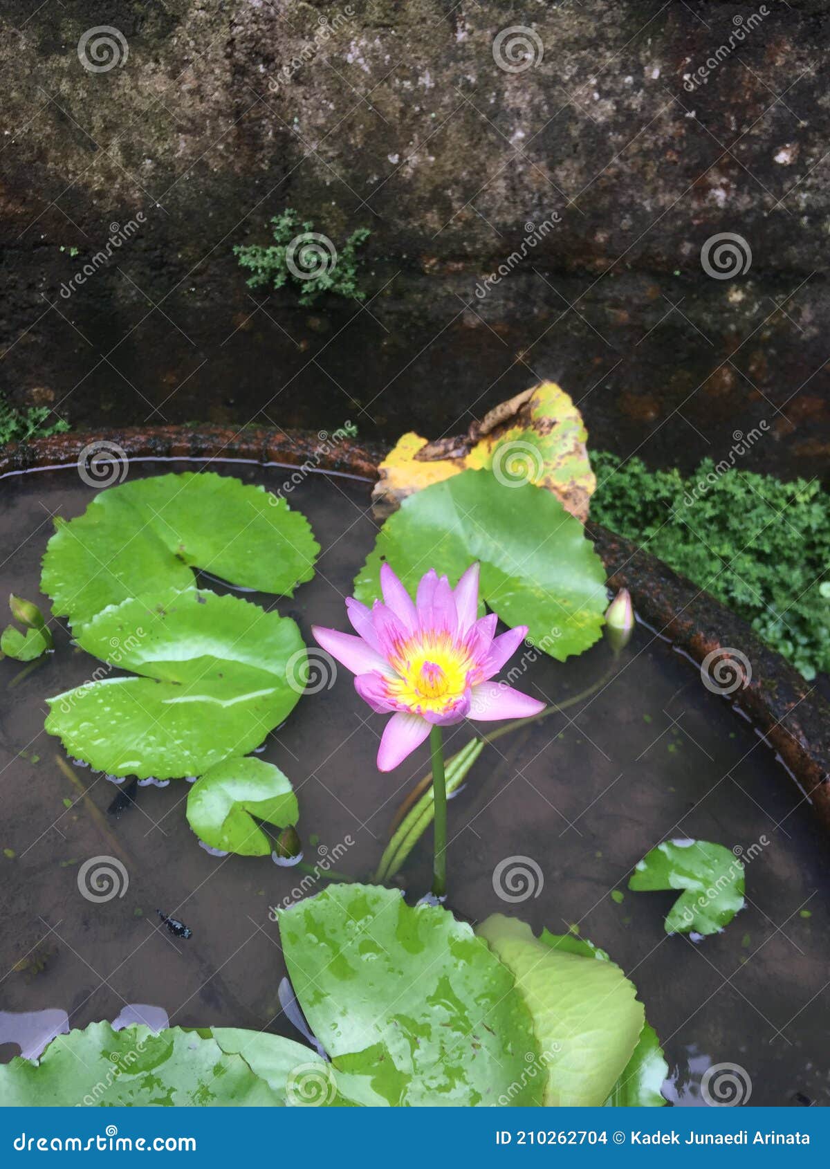 Lotus stock photo. Image of wildflower, backyard, petal - 210262704
