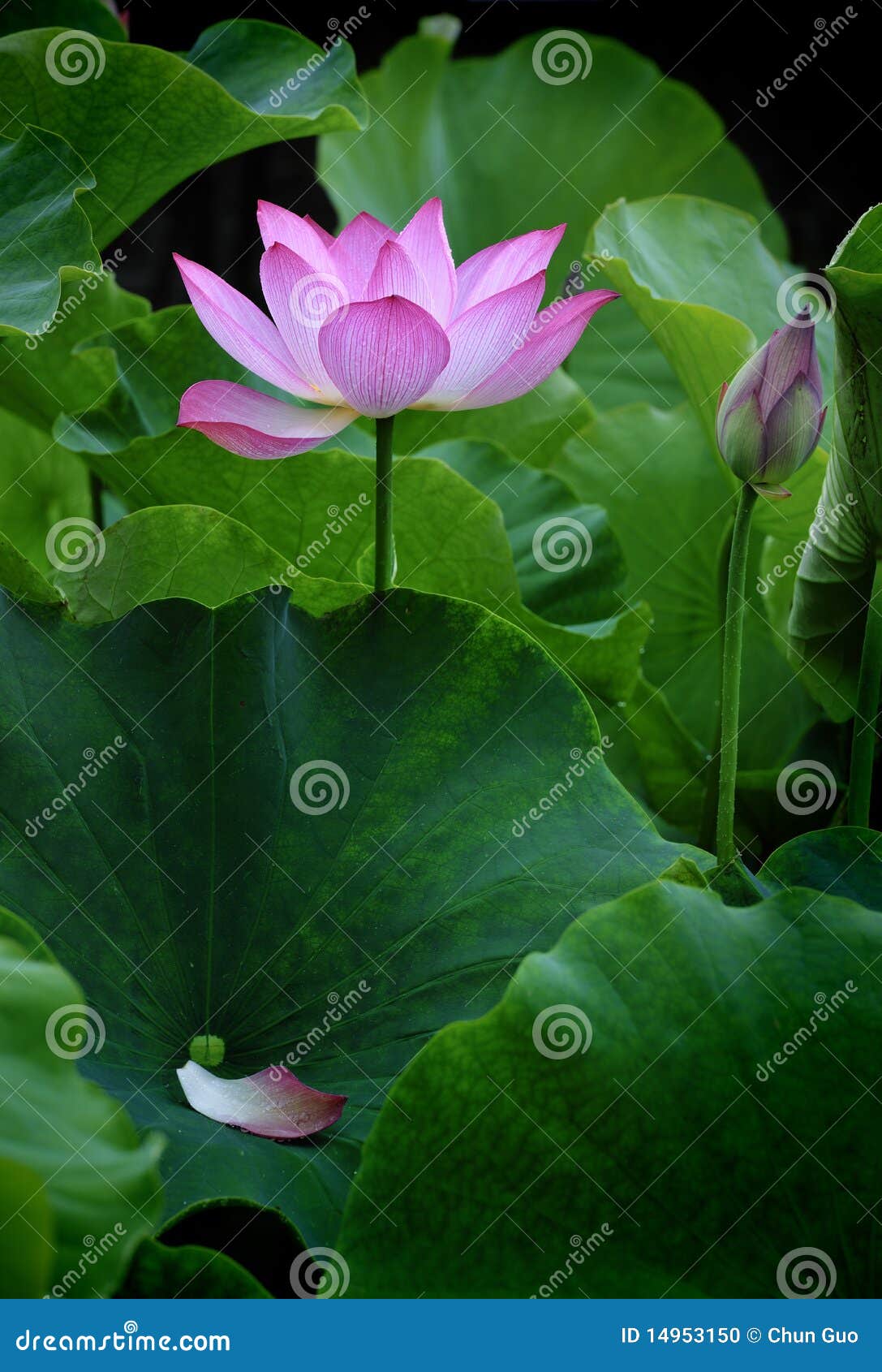 Lotus flower - pure stock photo. Image of flower, lotus - 14953150