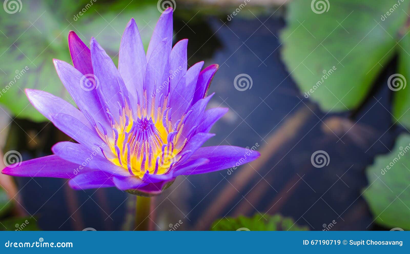 Lotus flower purple color stock image. Image of nature - 67190719