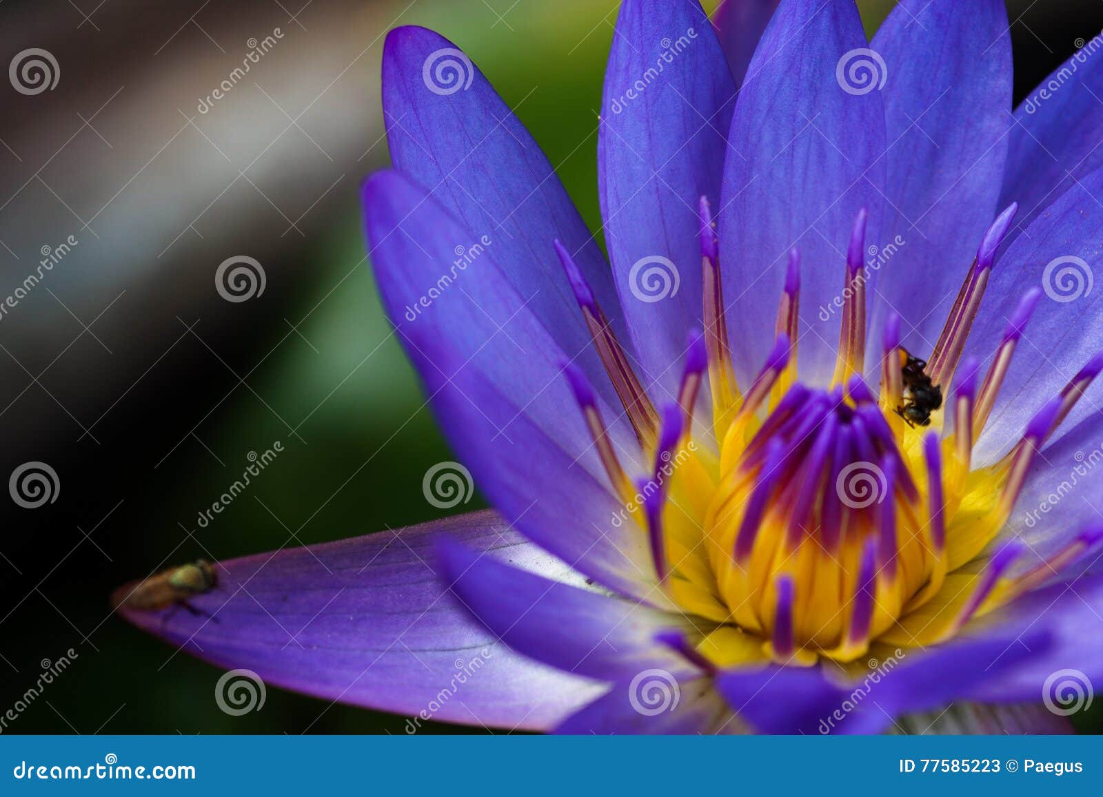 Lotus flower stock image. Image of nature, fresh, concept - 77585223