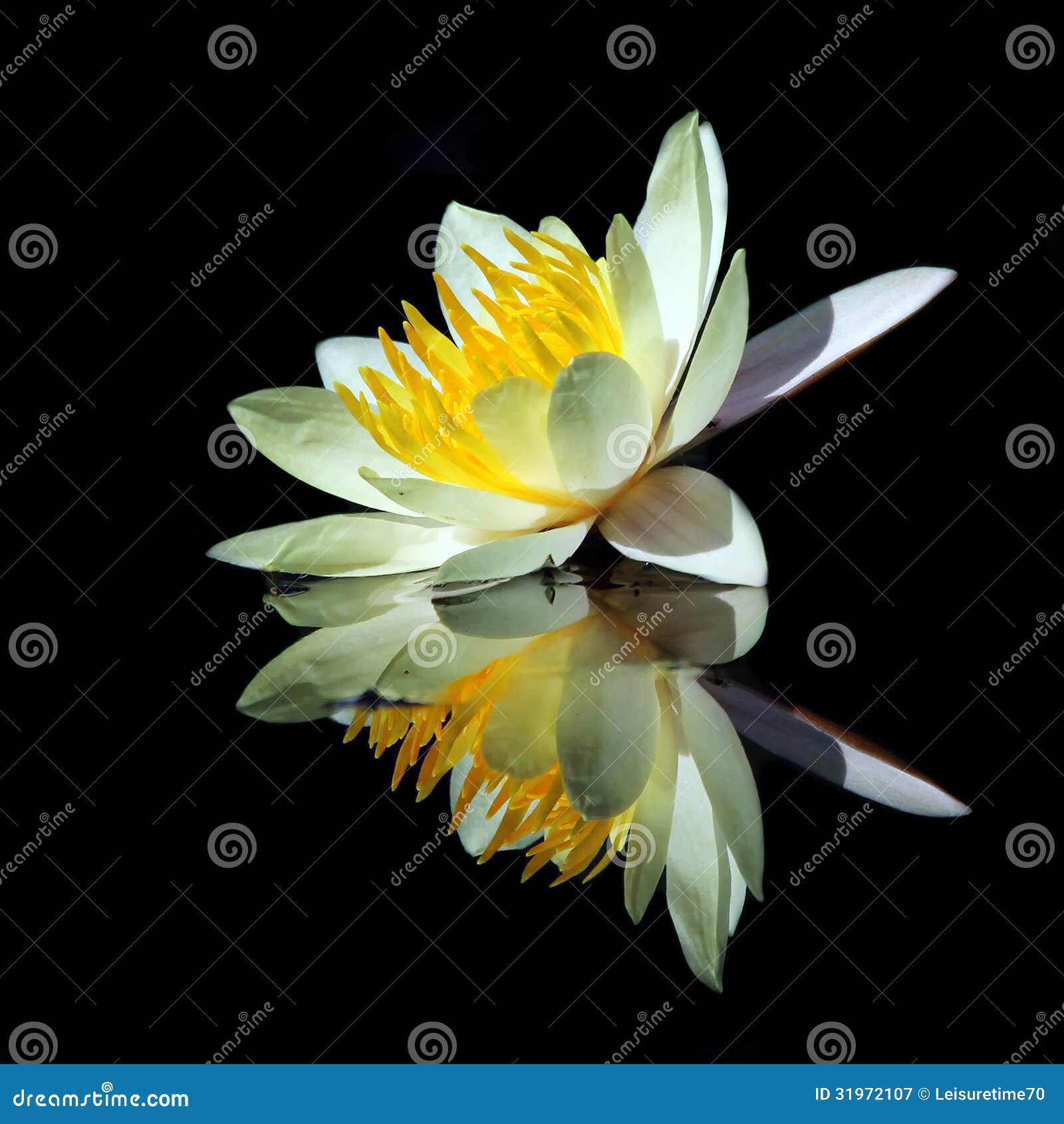 Lotus Flower with Reflection Stock Image - Image of closeup, beautiful ...