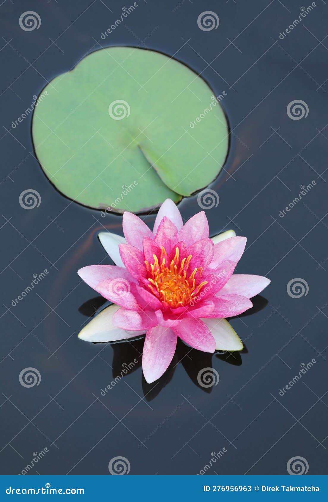 Lotus Flower with Reflection on Calm Water Stock Image - Image of ...