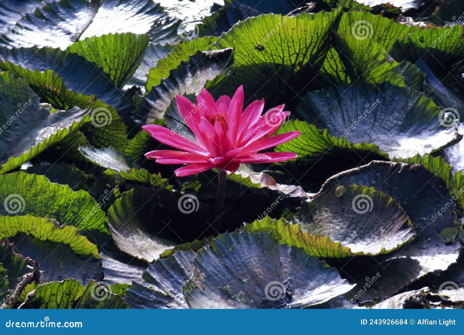 Lotus Flower on the River and Leaf Stock Photo - Image of leaf, green ...