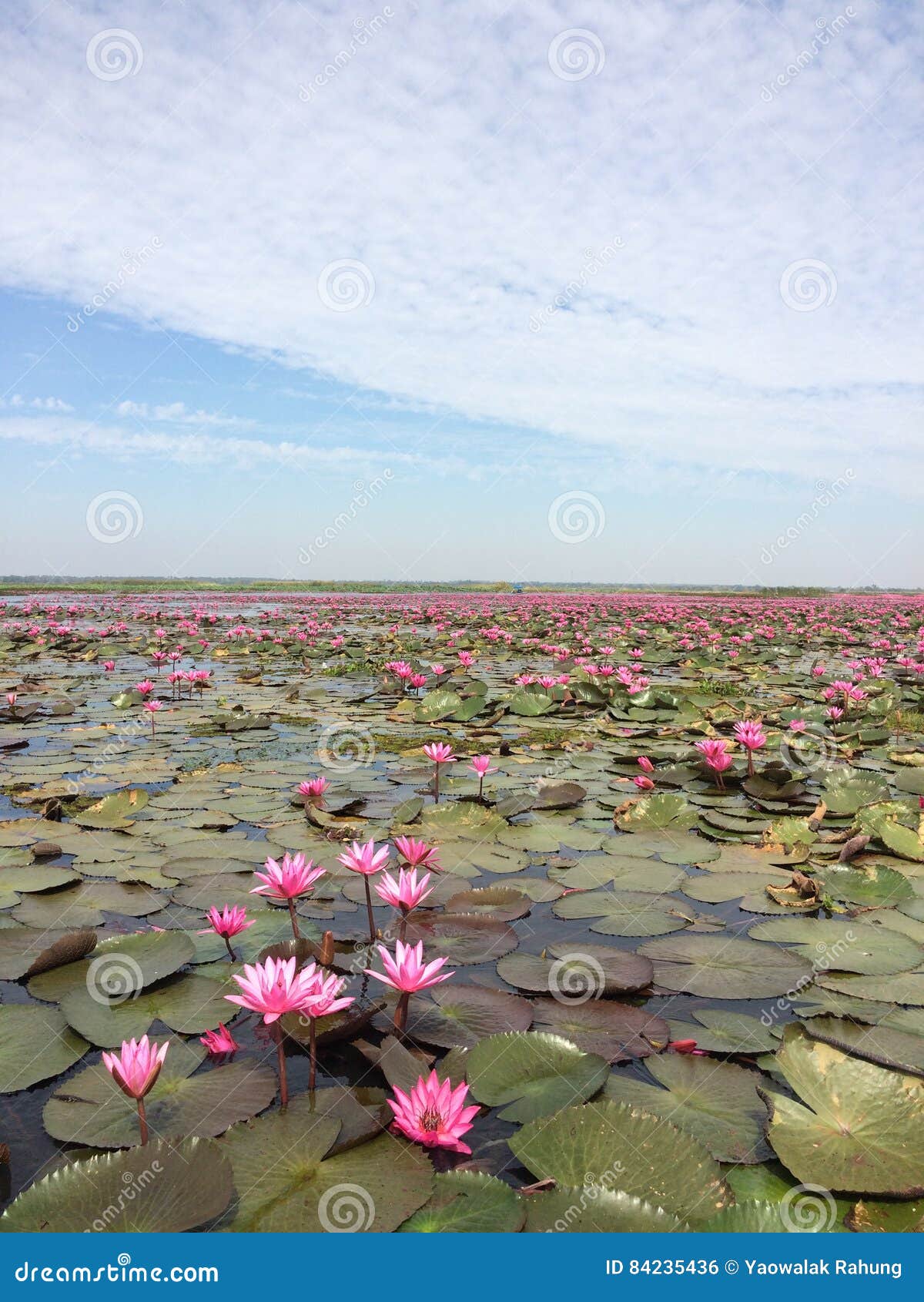 Lotus flower in the river stock photo. Image of hose - 84235436