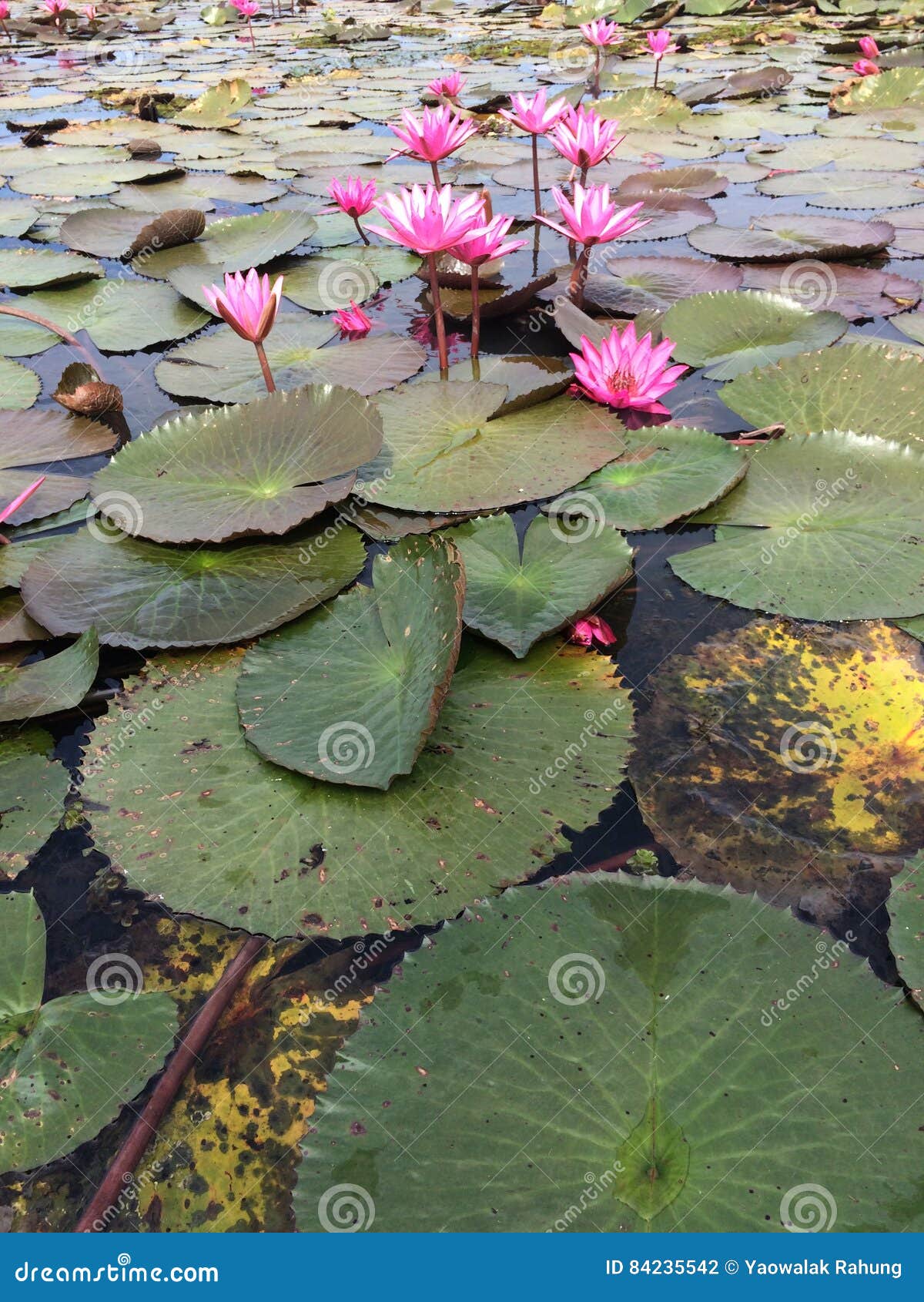 Lotus flower in the river stock photo. Image of river - 84235542
