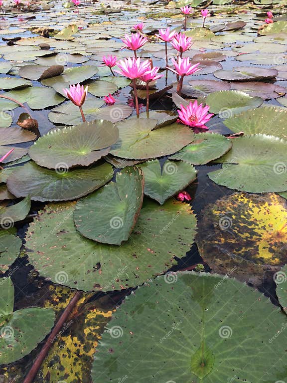 Lotus flower in the river stock photo. Image of river - 84235542