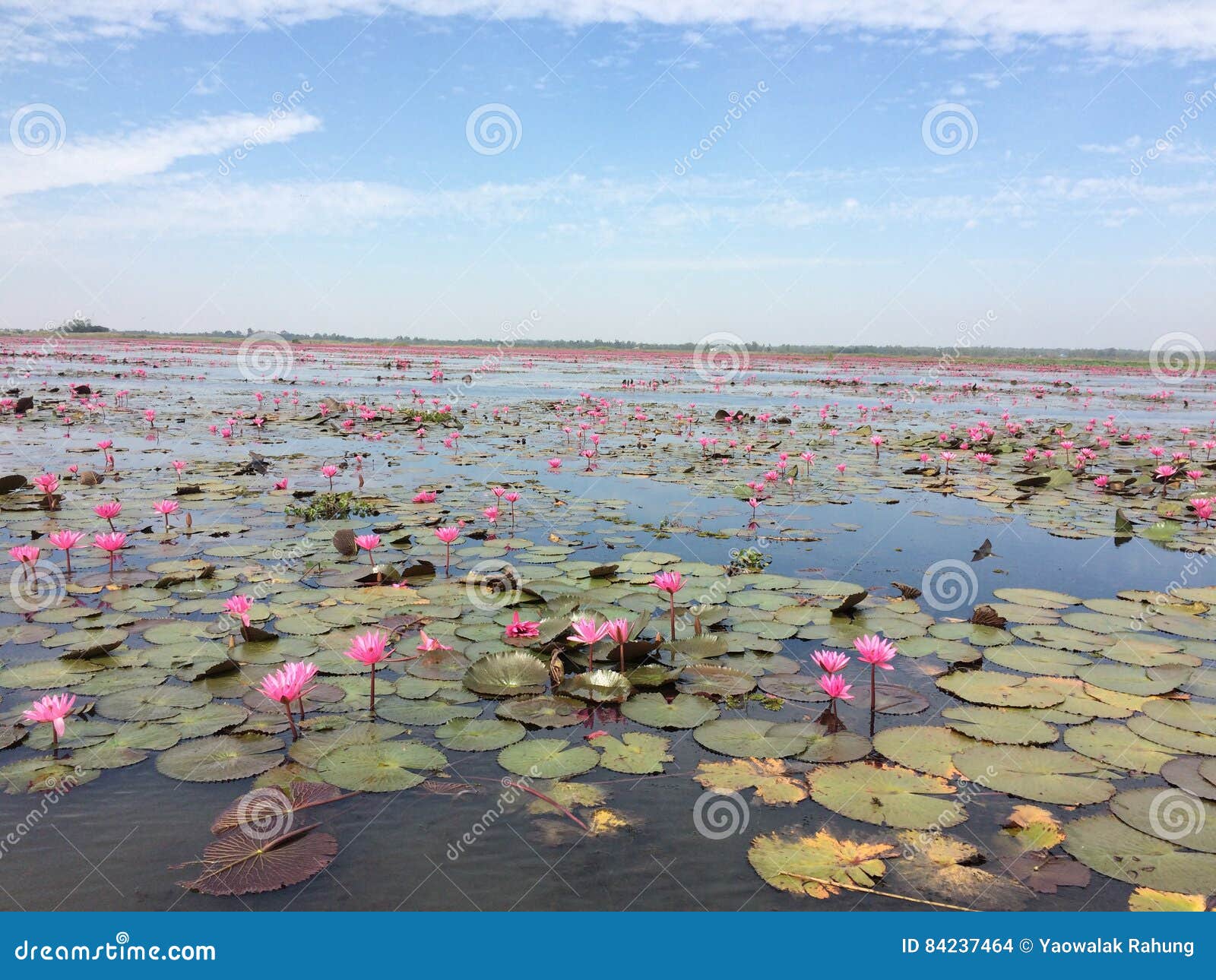 Lotus flower in the river stock photo. Image of child - 84237464