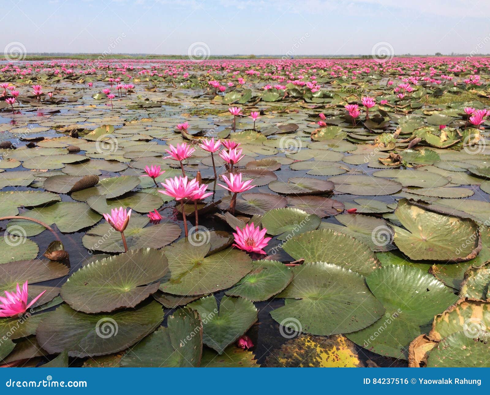 Lotus flower in the river stock photo. Image of power - 84237516