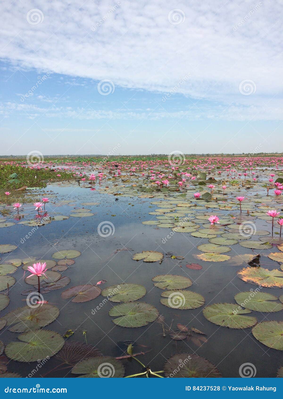 Lotus flower in the river stock photo. Image of root - 84237528